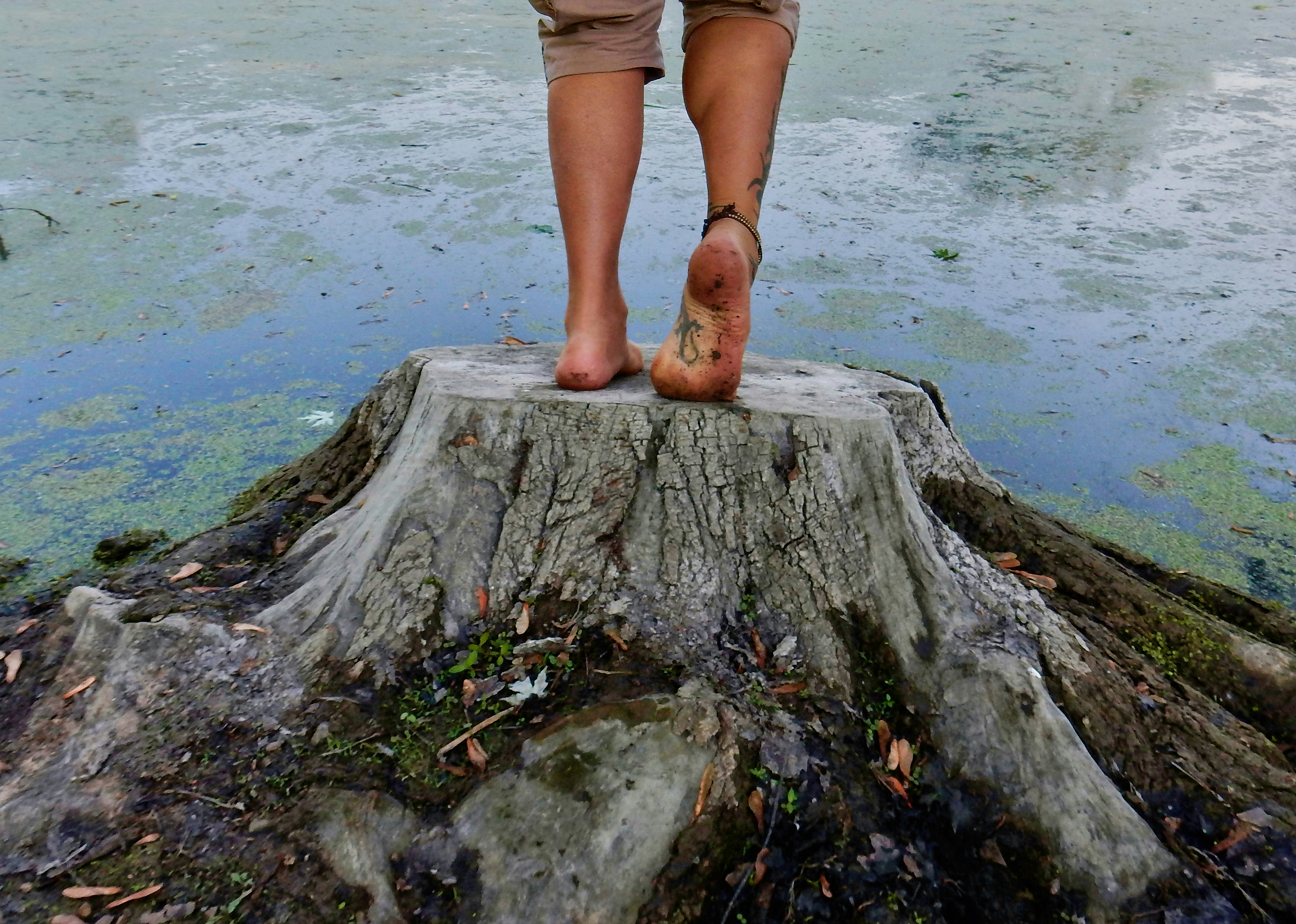 A person standing on top of a tree stump photo – Free Man Image on Unsplash