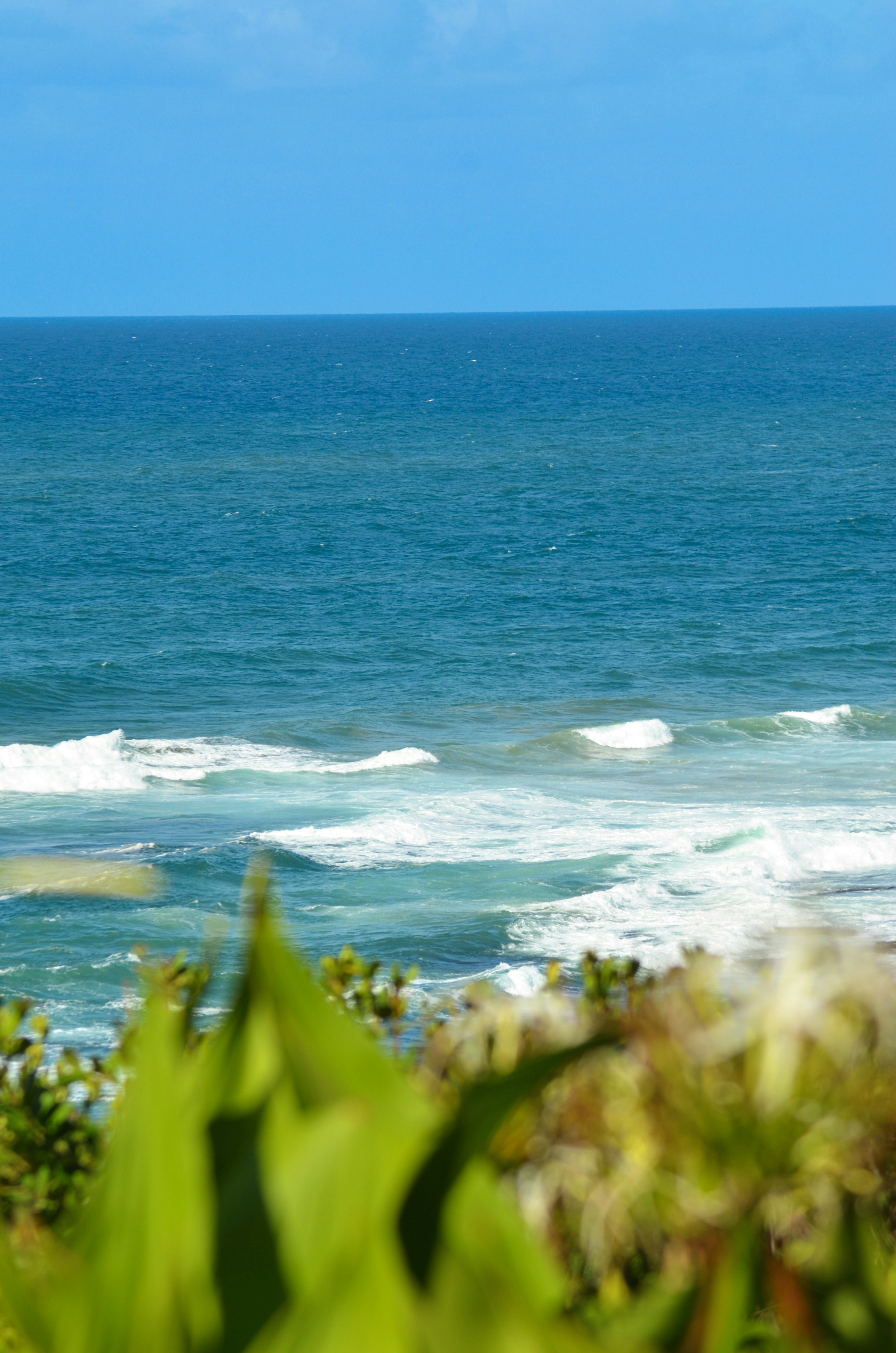 Emerald Fronds Framing a Quiet Horizon over Turquoise Seas