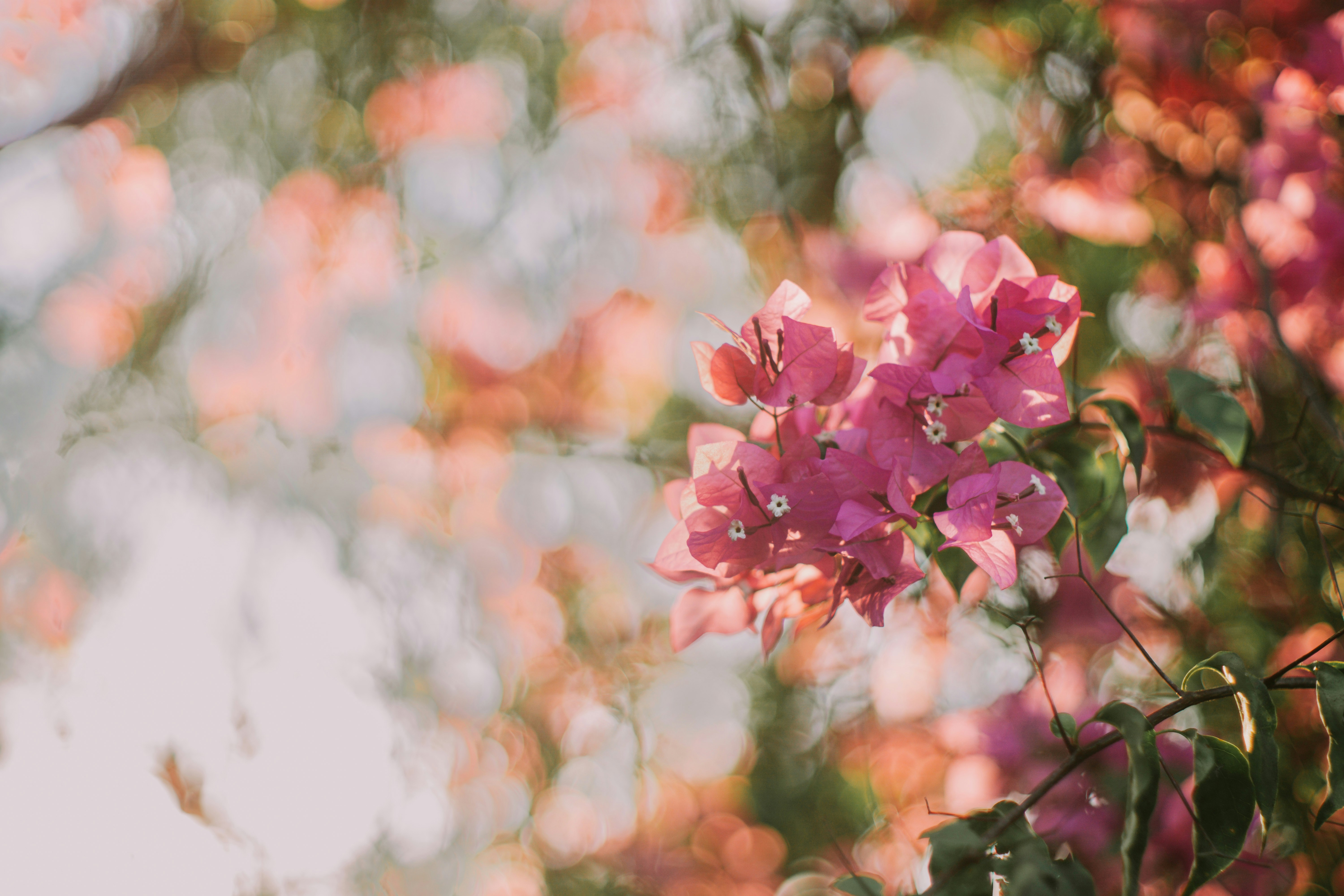 Une photo floue de fleurs roses sur un arbre photo – Image gratuite de ...