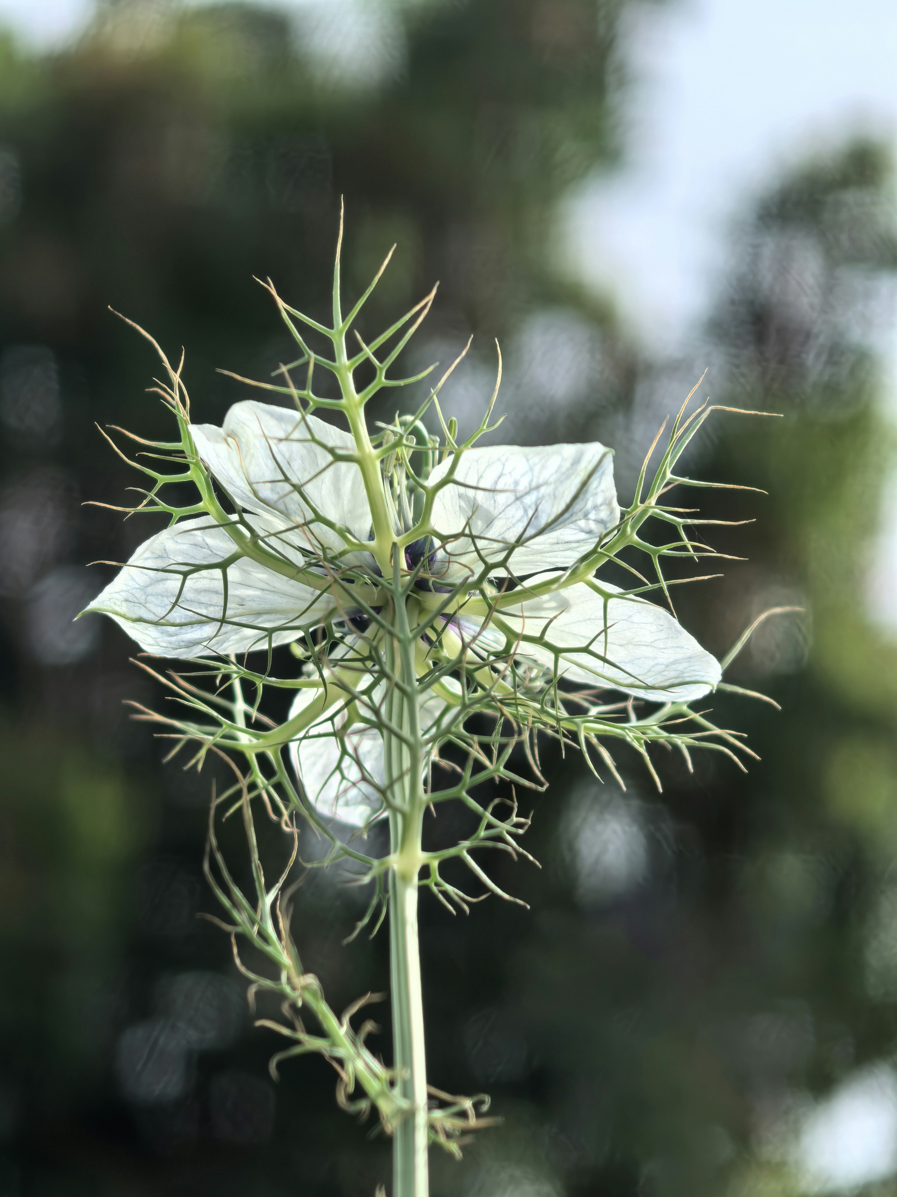 Photo by Lisa Victor with Huawei Pura 70 Pro