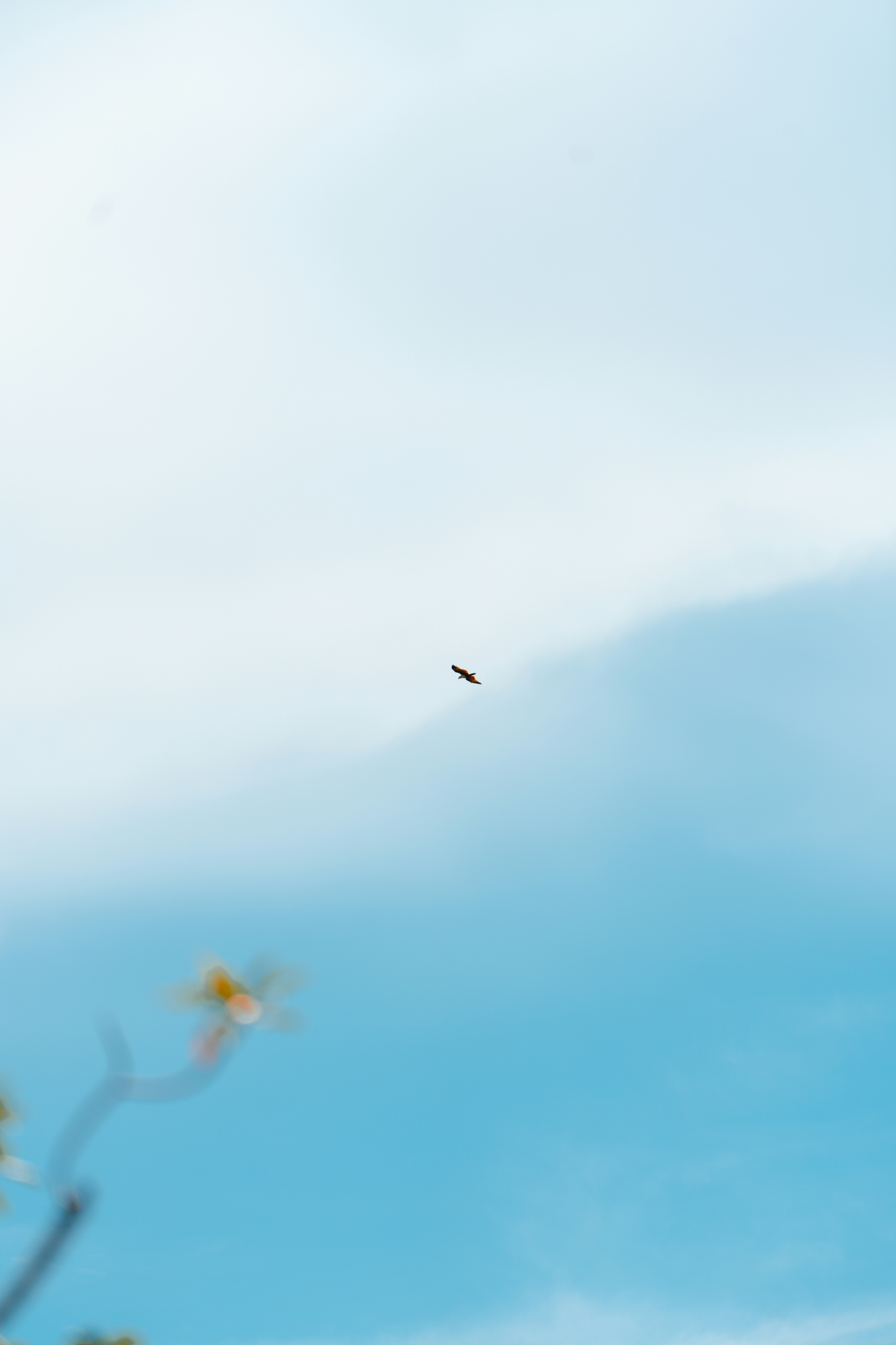 A bird flying high up in the sky photo – Free Animal Image on Unsplash
