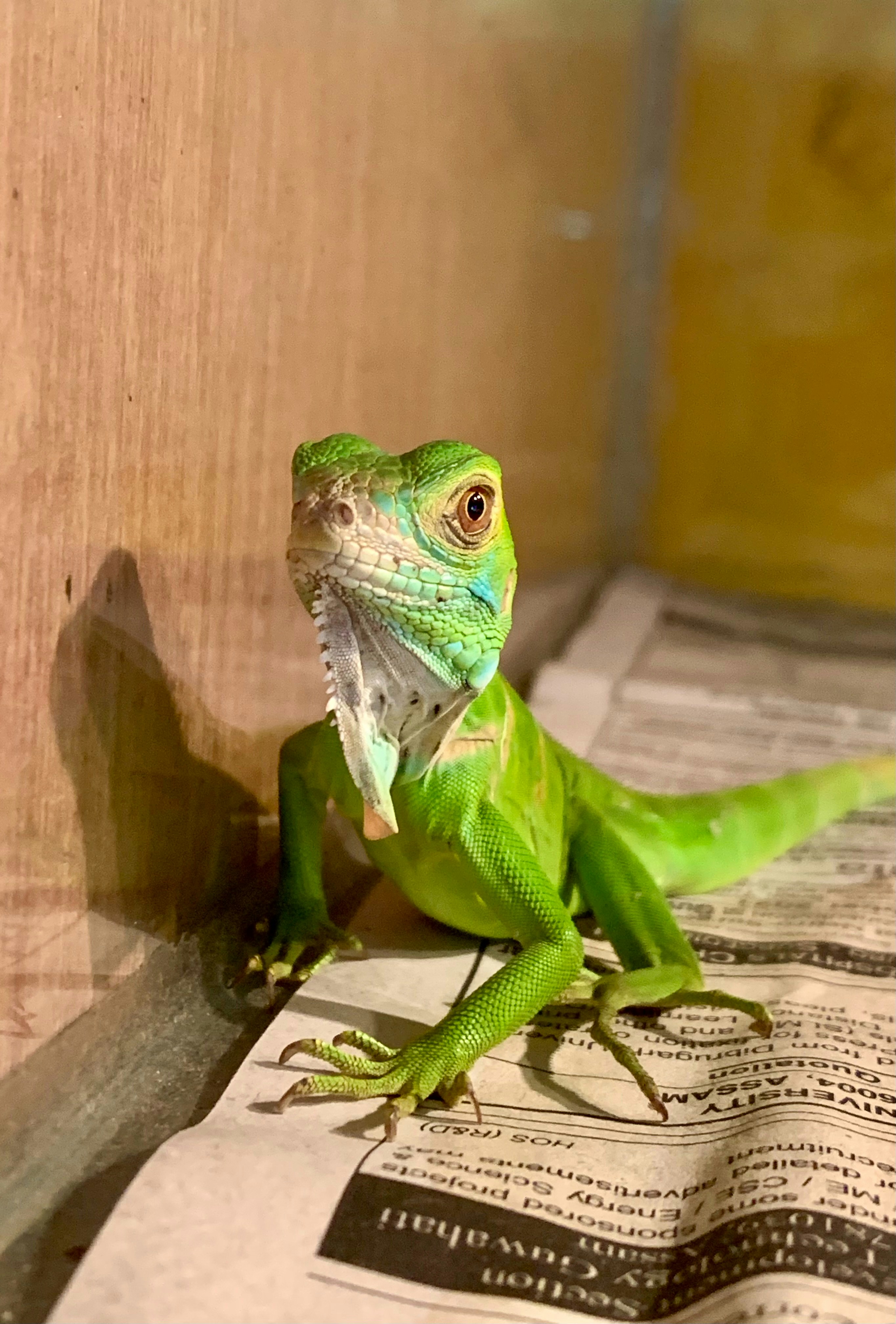 A green lizard sitting on top of a book