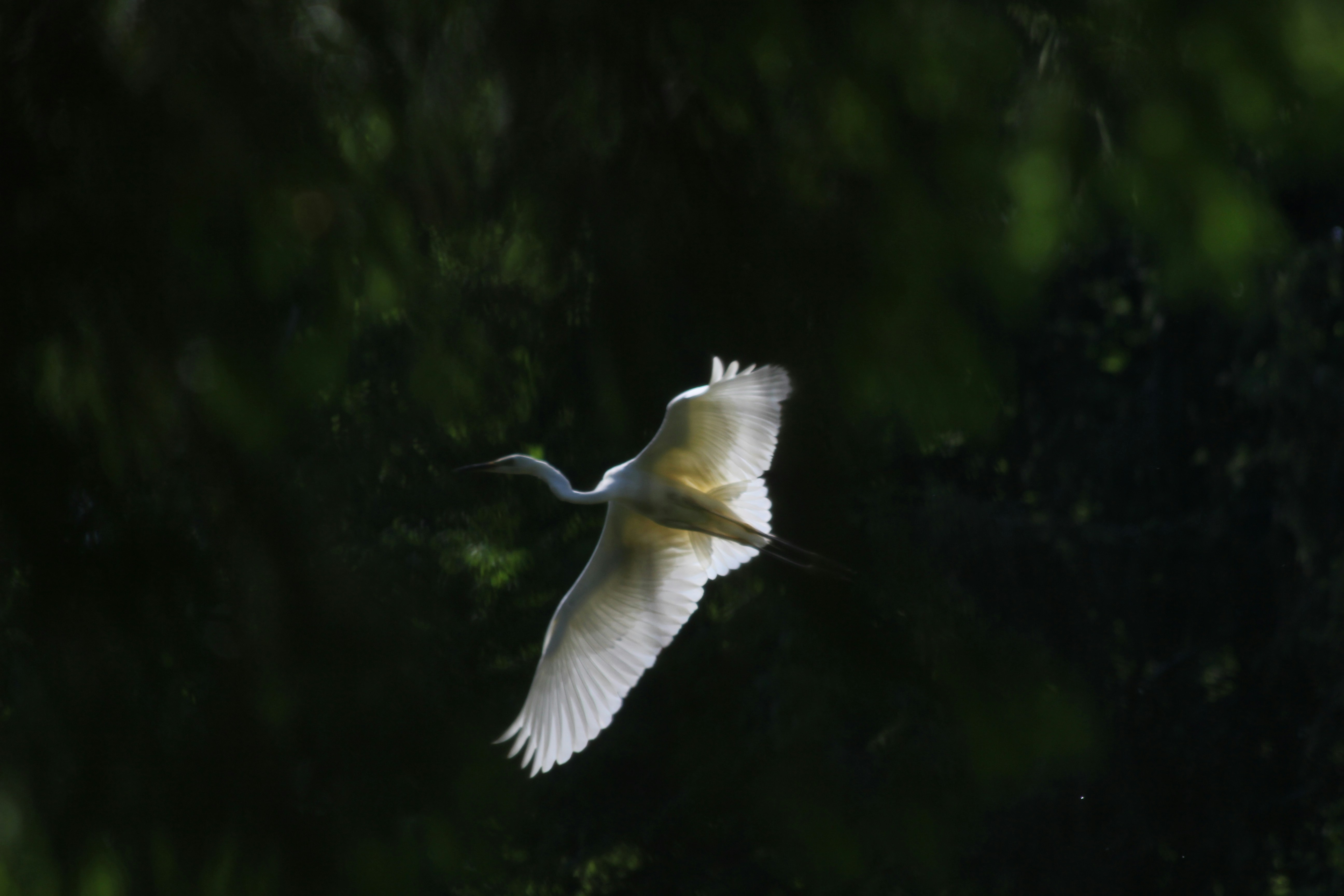 Silent White Heron in a Shadowed Forest Glide