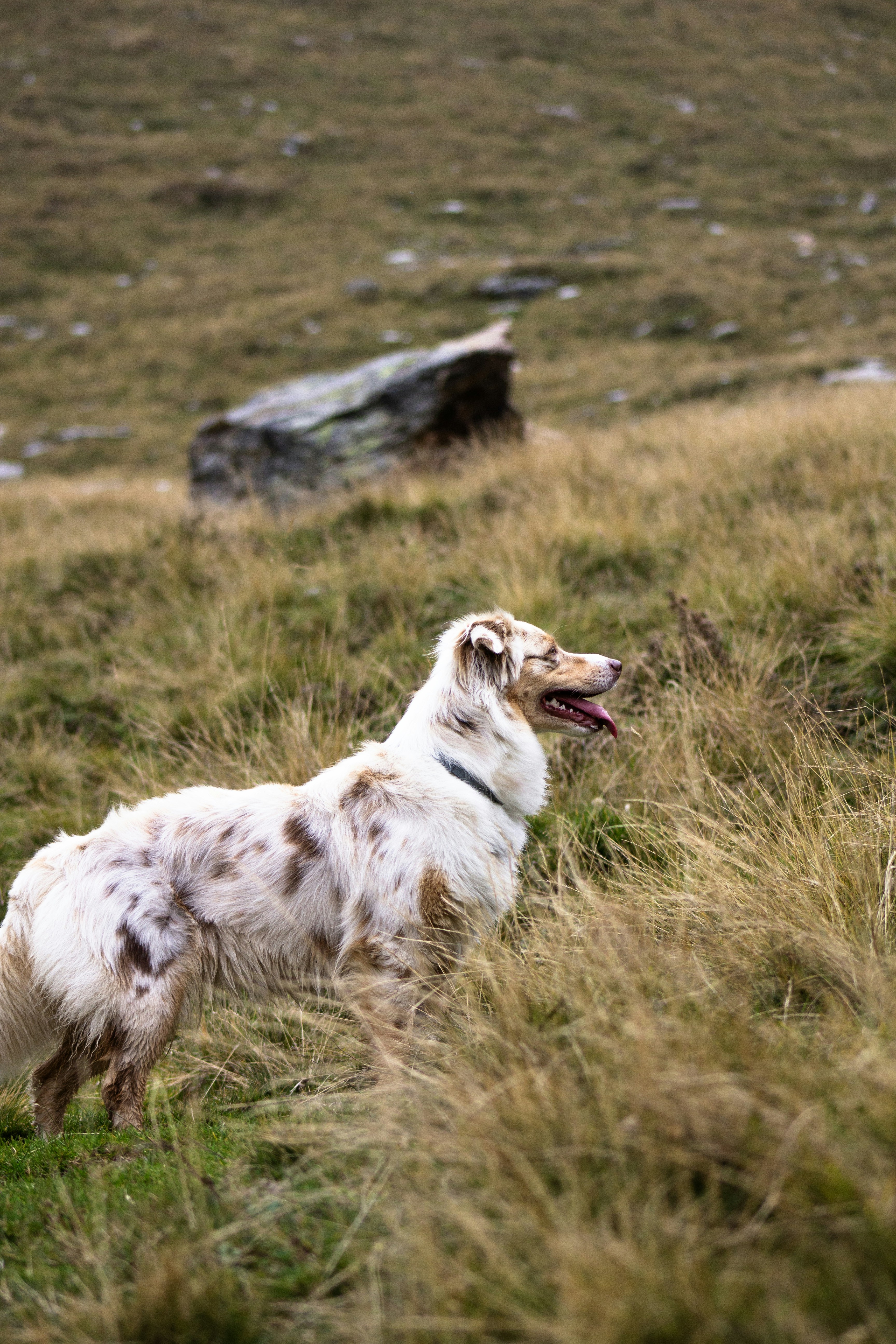 A border collie playing in the italian alpsGermán  Rodríguez