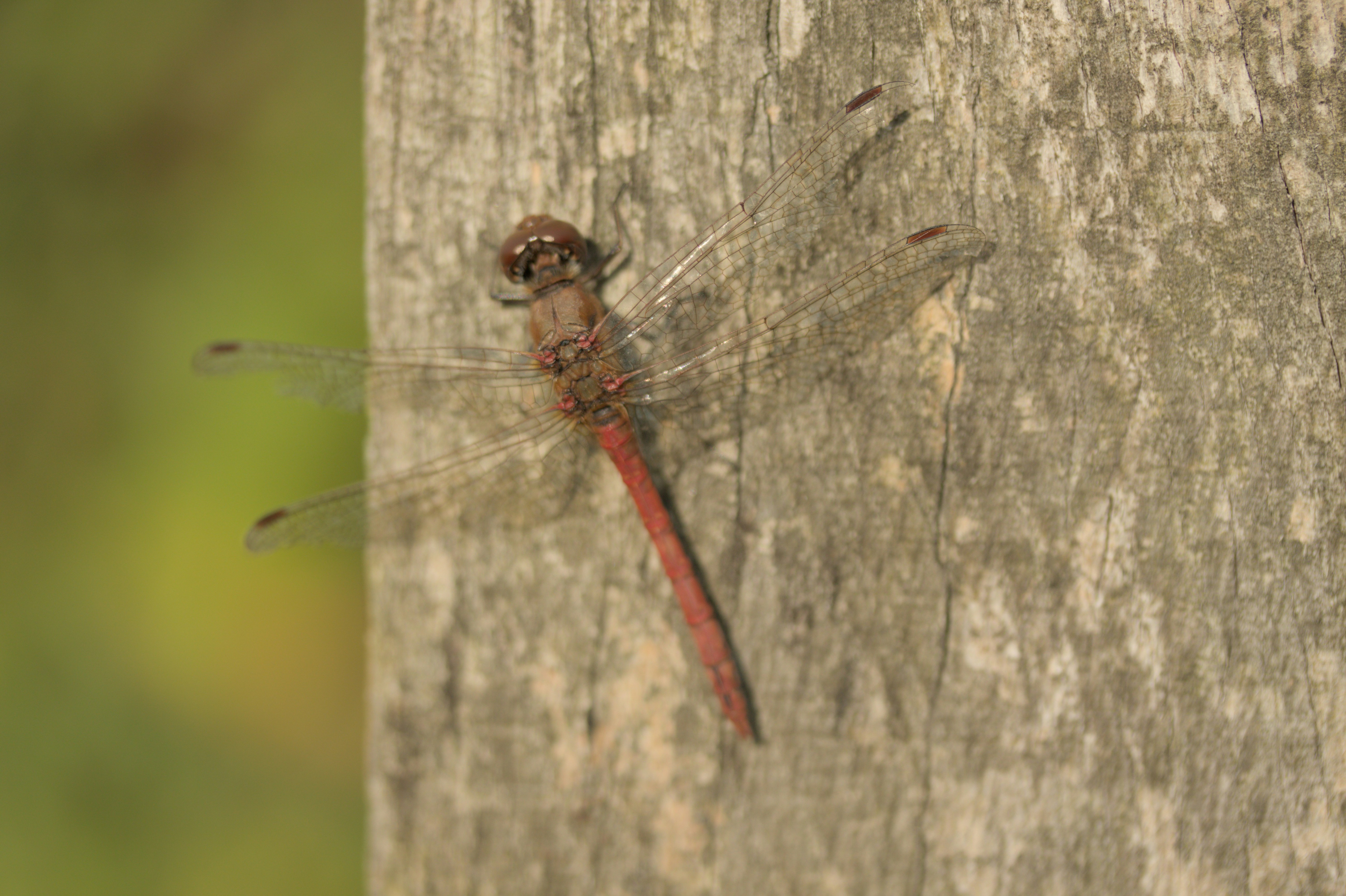 Photo by Tom Elegeert with Canon EOS 700D