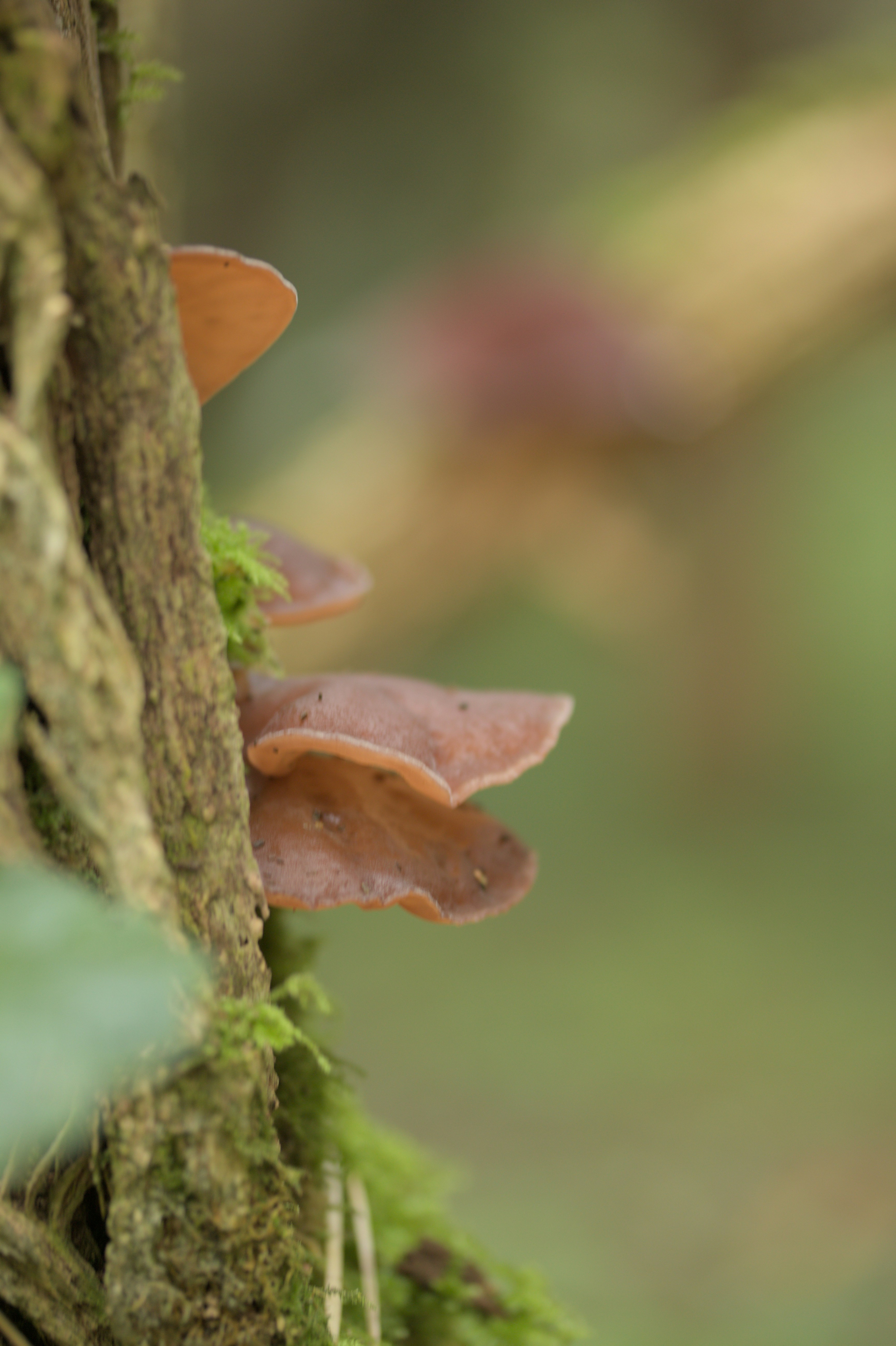 Orange Shelf Fungi Cling to Mossy Bark in Soft Focus