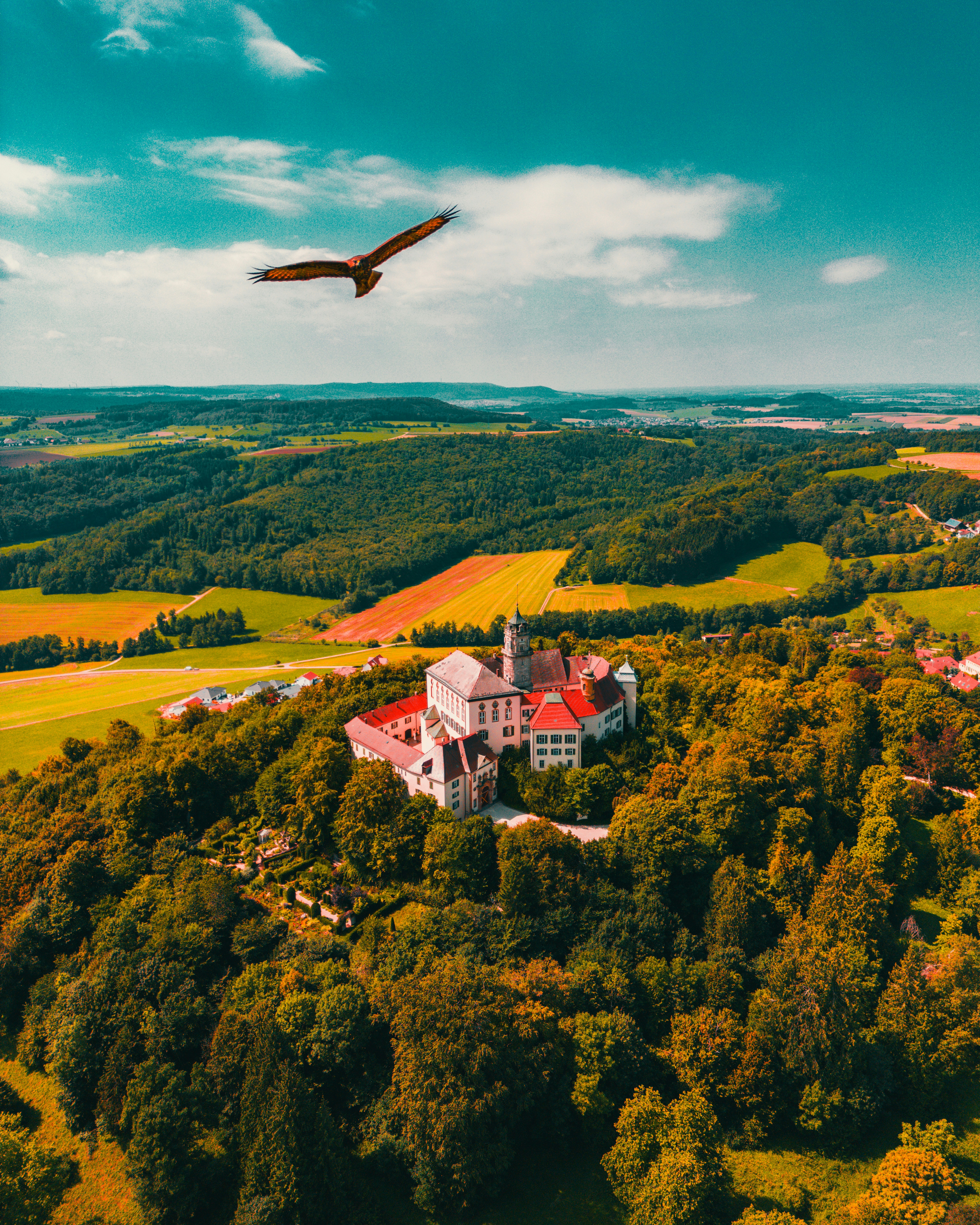 Un oiseau survolant une forêt verdoyante photo – Image gratuite de ...