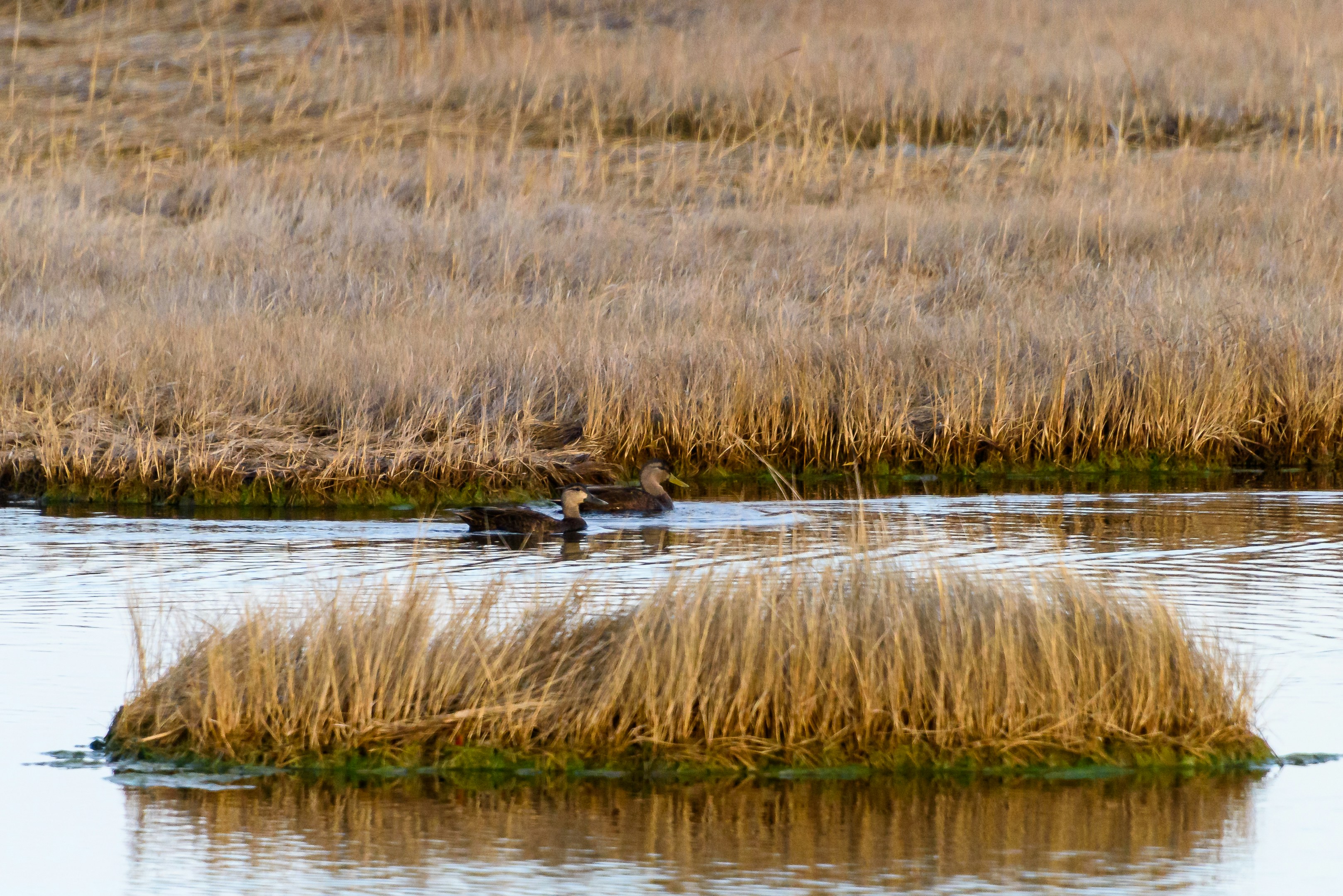 Ducks gliding through a tranquil marsh landscape with tall grasses reflected in the water.