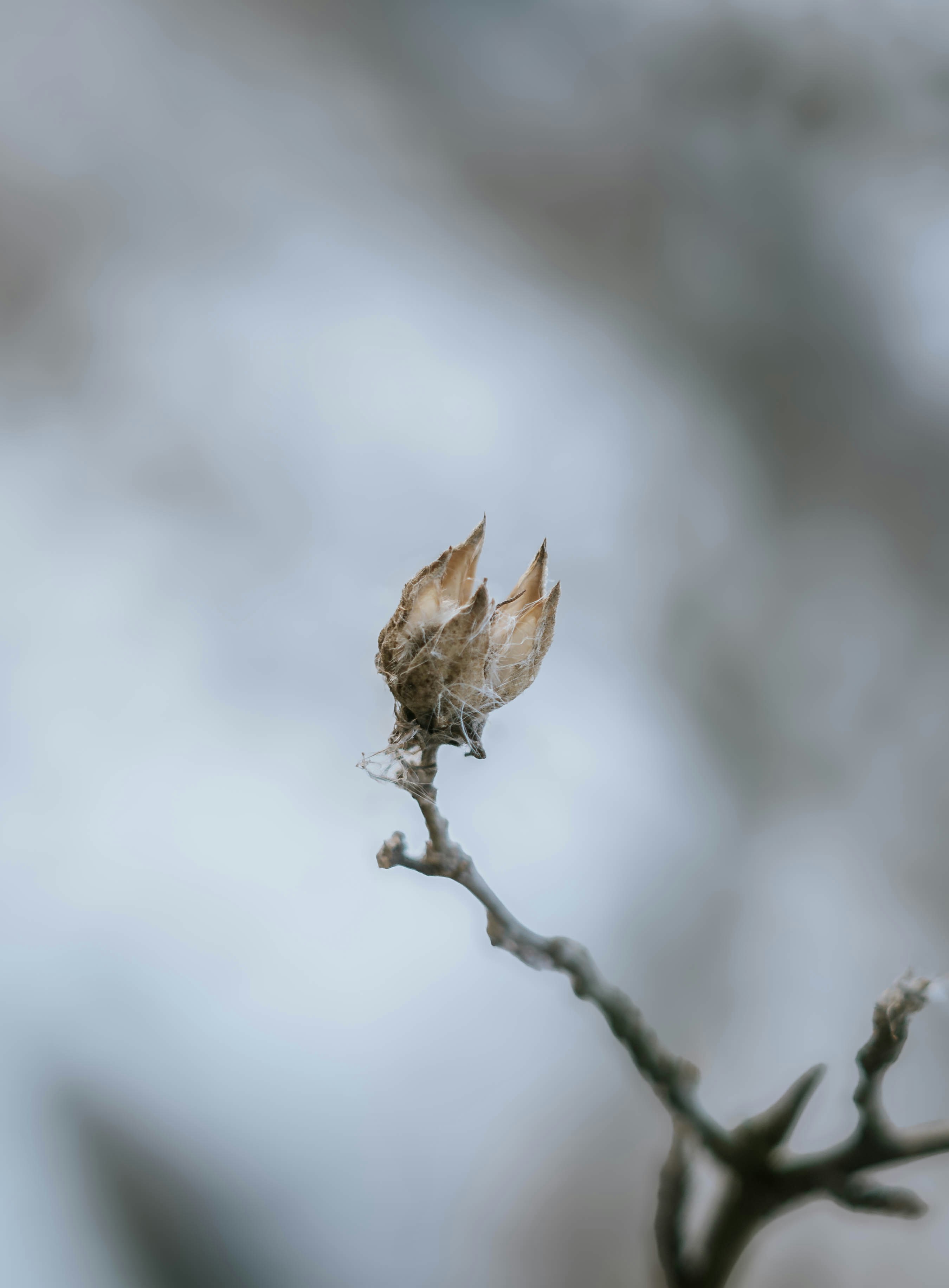 Winter's Last Bud: A Close-Up of Fragile Resilience on a Frosted Twig