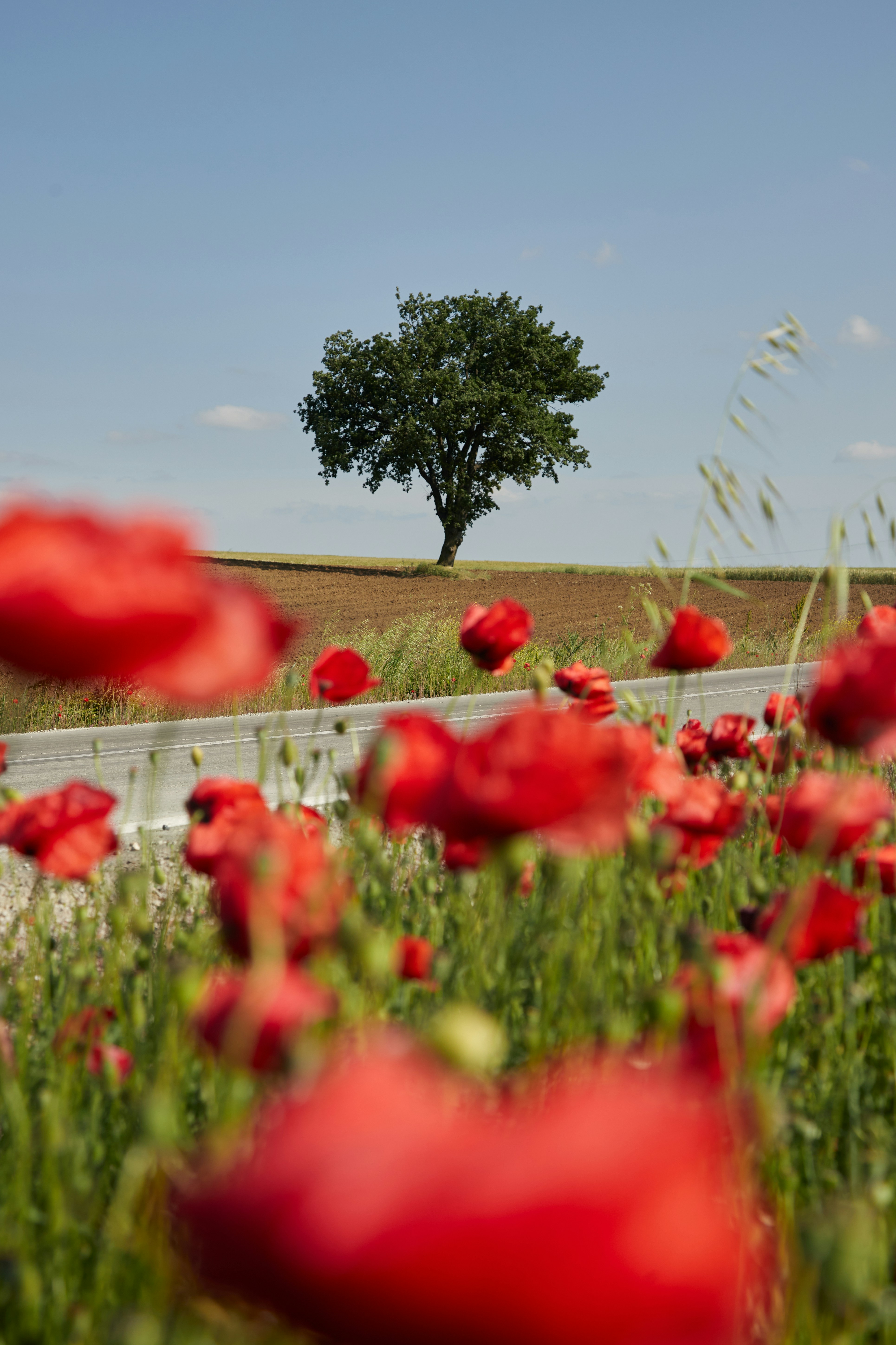 A field of red flowers with a tree in the background photo – Free Plant ...
