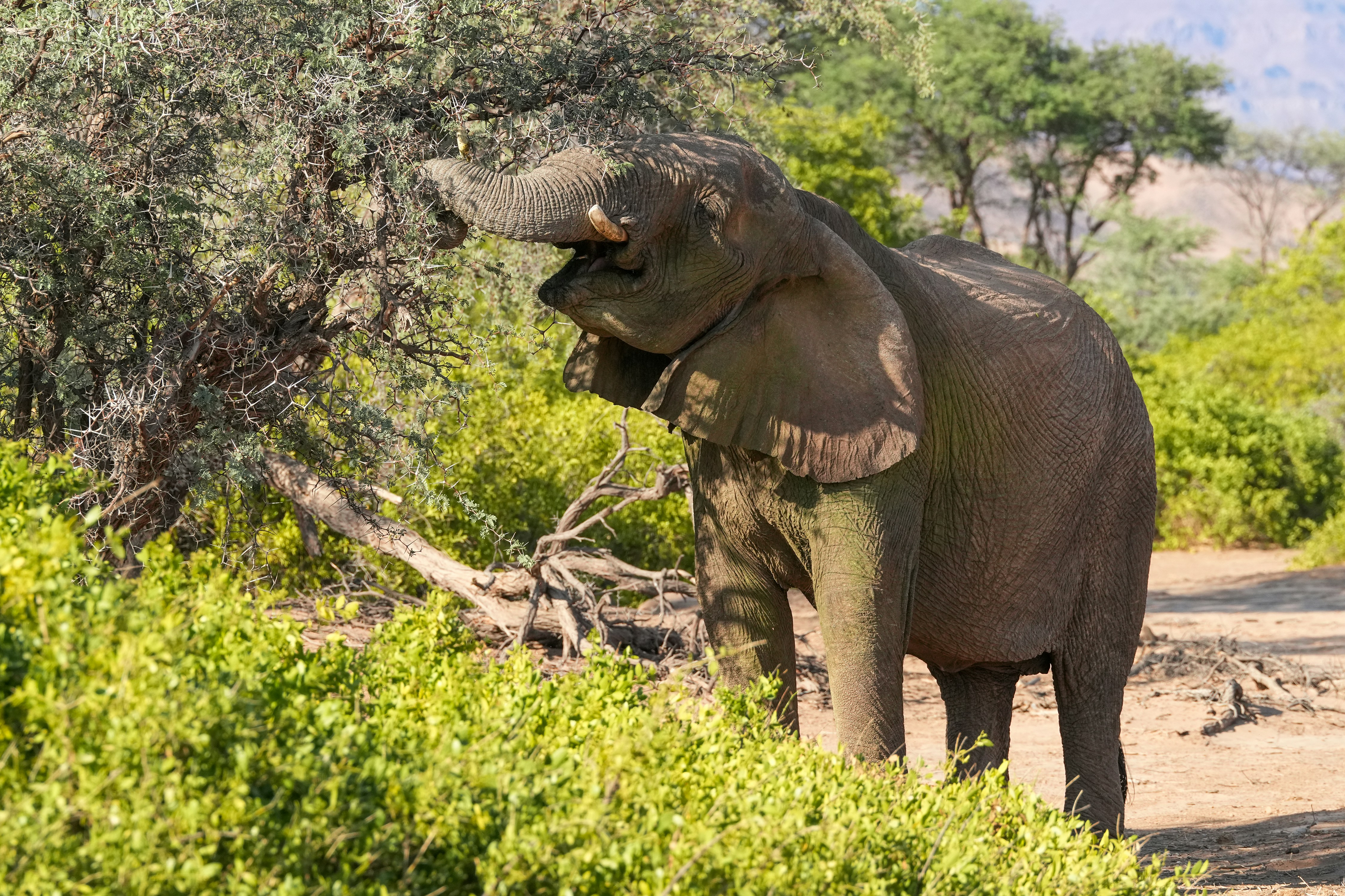 An elephant standing in the middle of a lush green field photo – Free ...