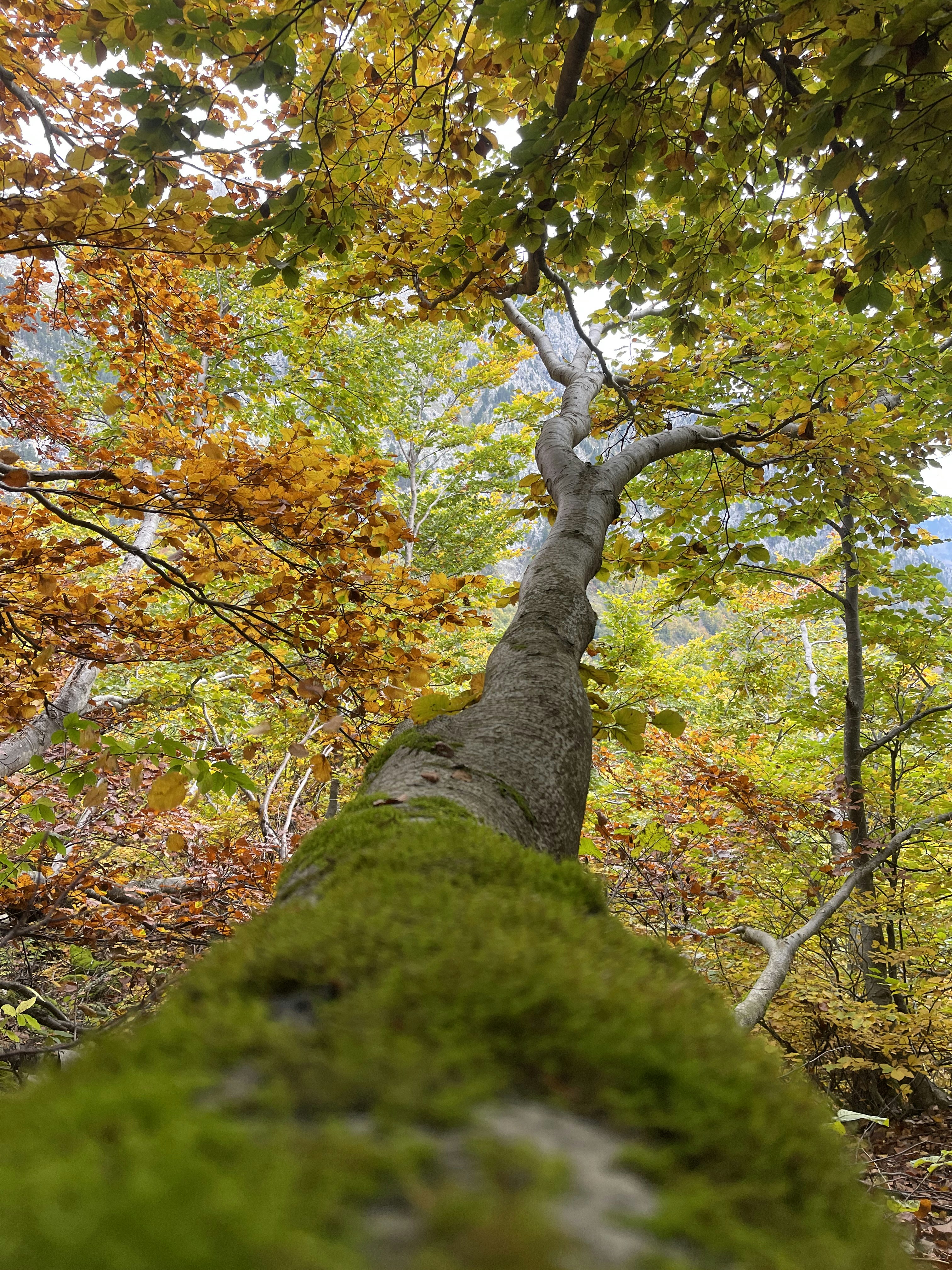 Moss-covered tree trunk stretching upward amidst vibrant autumn foliage.
