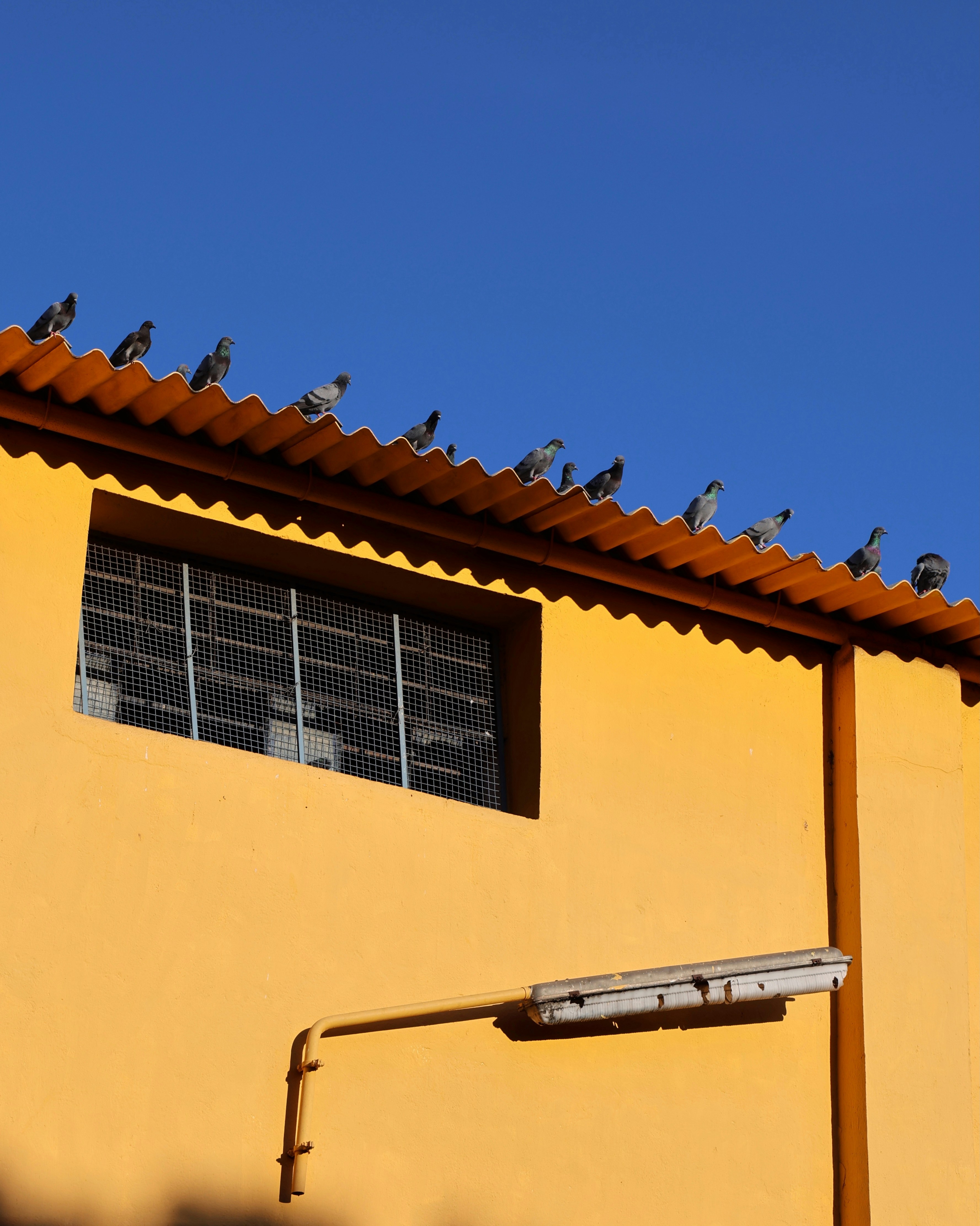 Pigeons Perch Along a Sunlit Orange Roof Under a Pristine Blue Sky