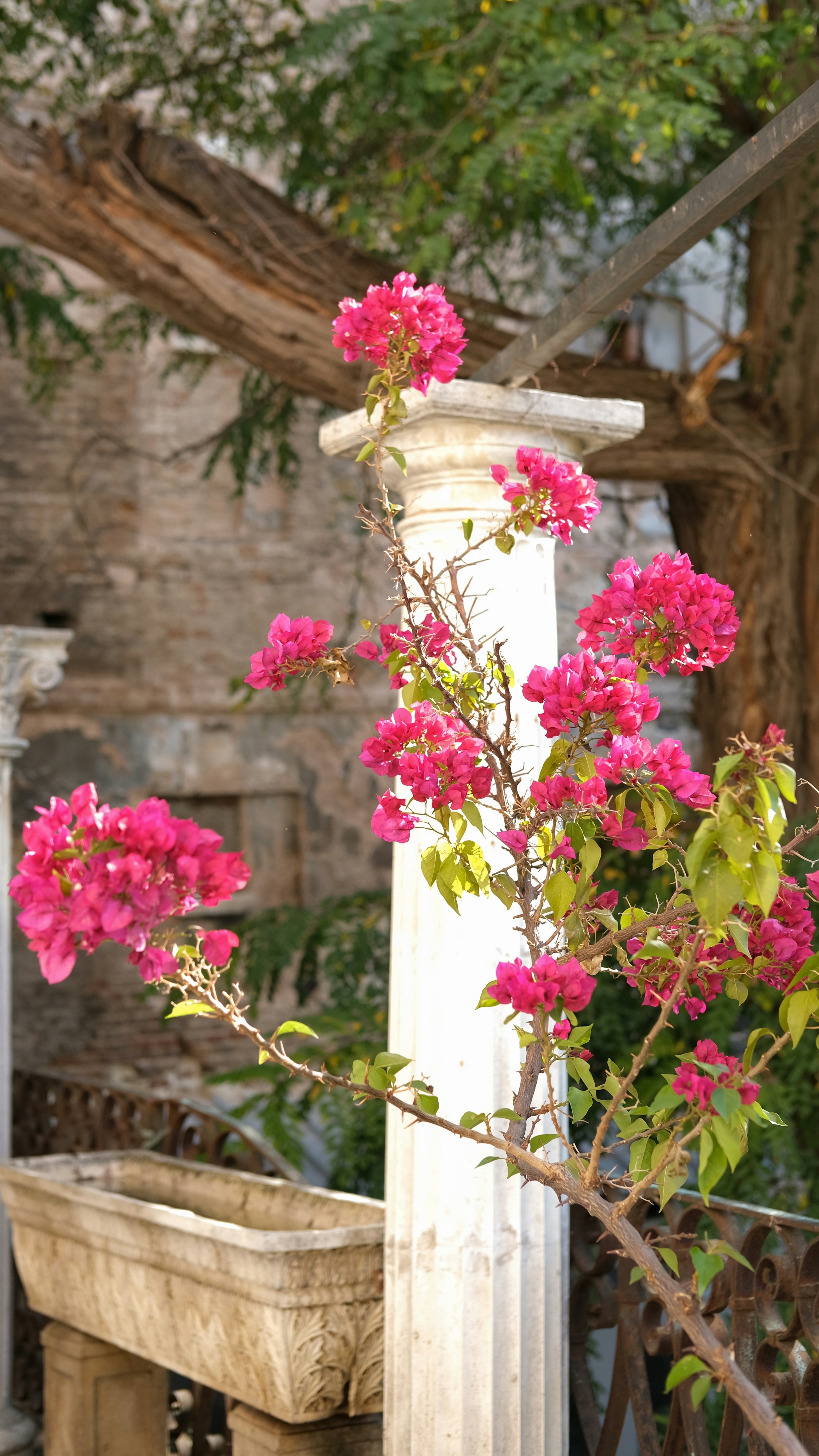 Pink Bougainvillea Crowns a Timeworn Pillar in a Sunlit Courtyard