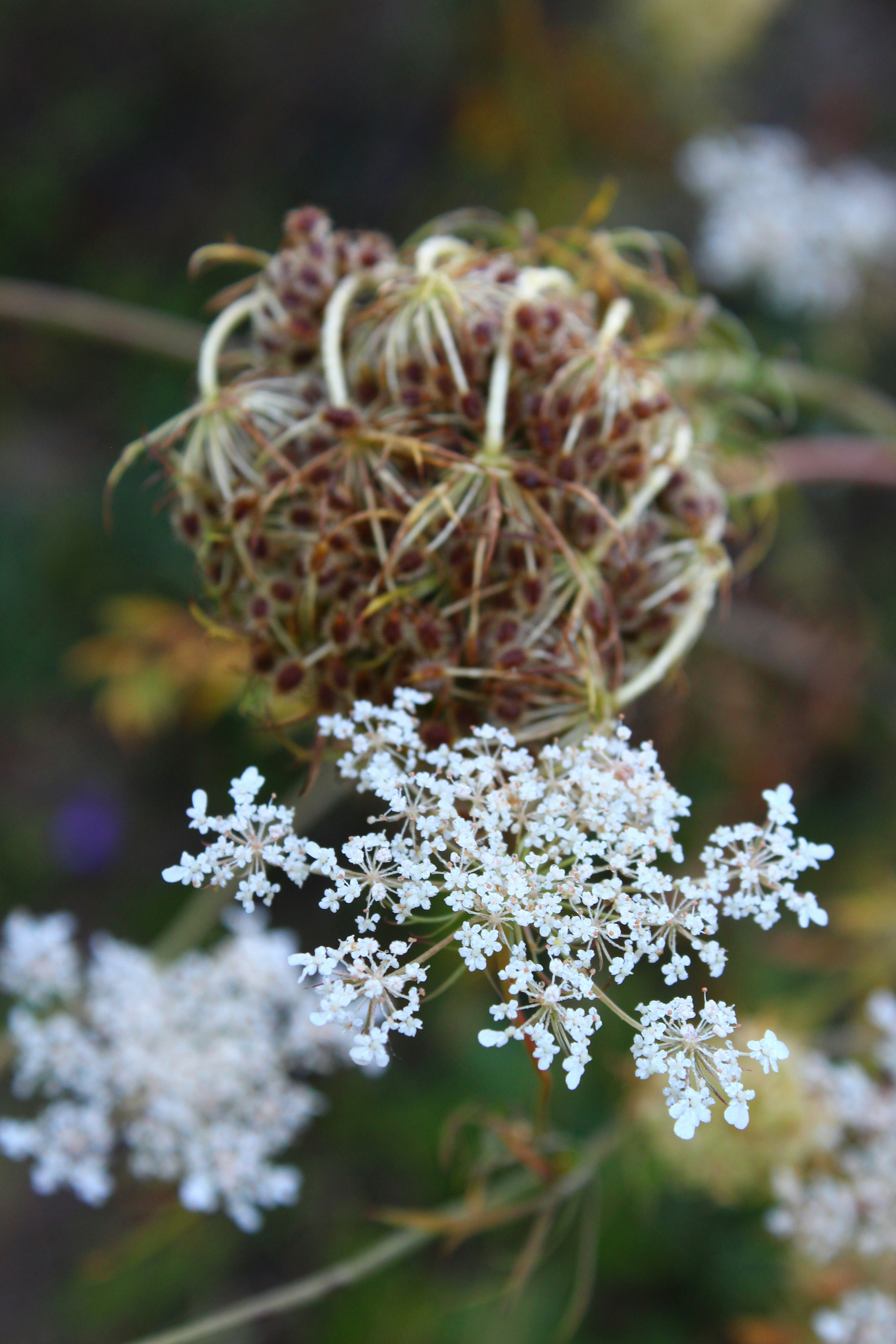 Snowy Lace Under a Weathered Crown: A Close-Up Study of Seed Head and Blossoms