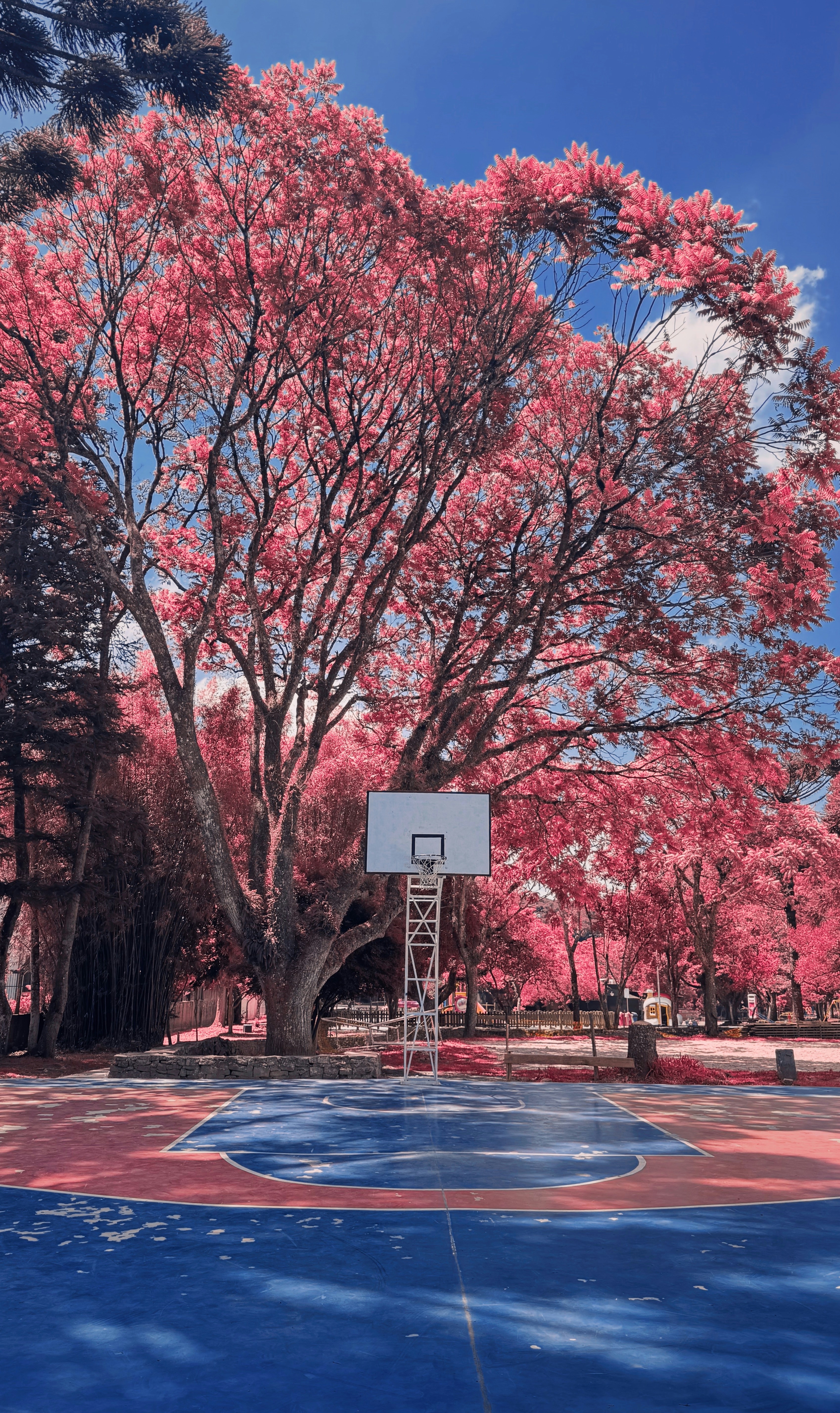 Crimson Canopy Over a Quiet Court