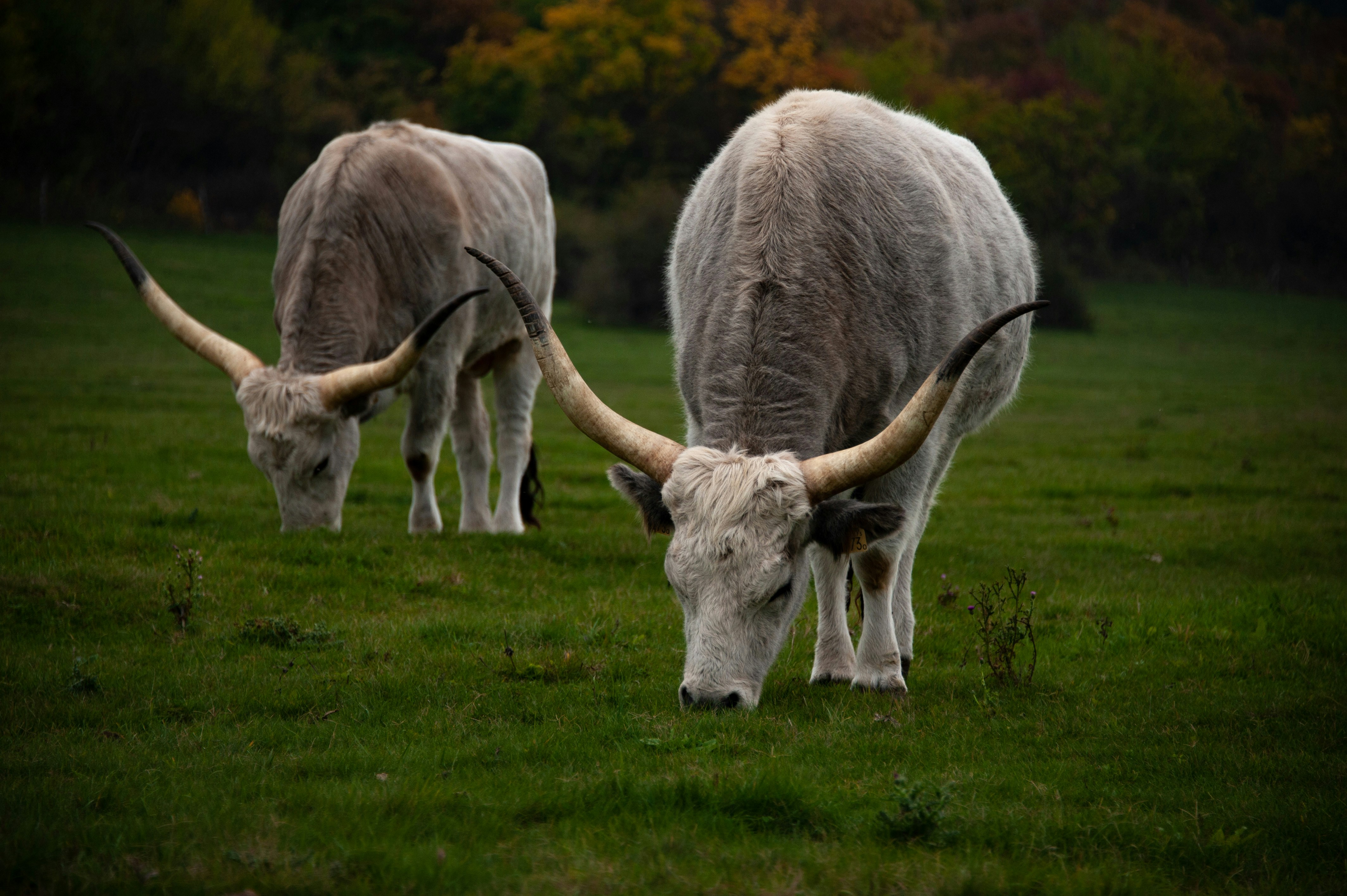 Two bulls grazing in a field with trees in the background photo – Free ...