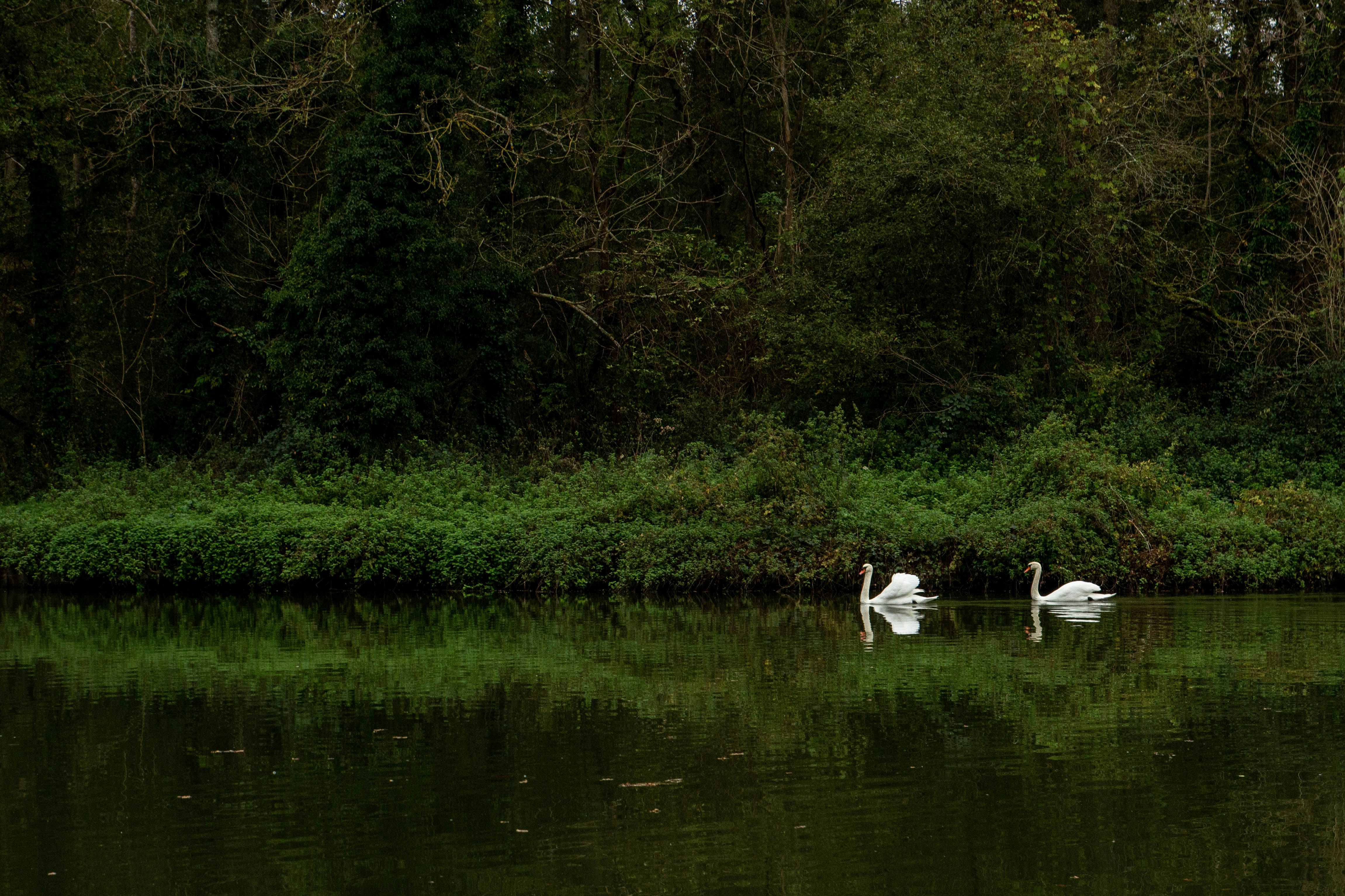 Swan Duet on a Forest-Edge Mirror Lake