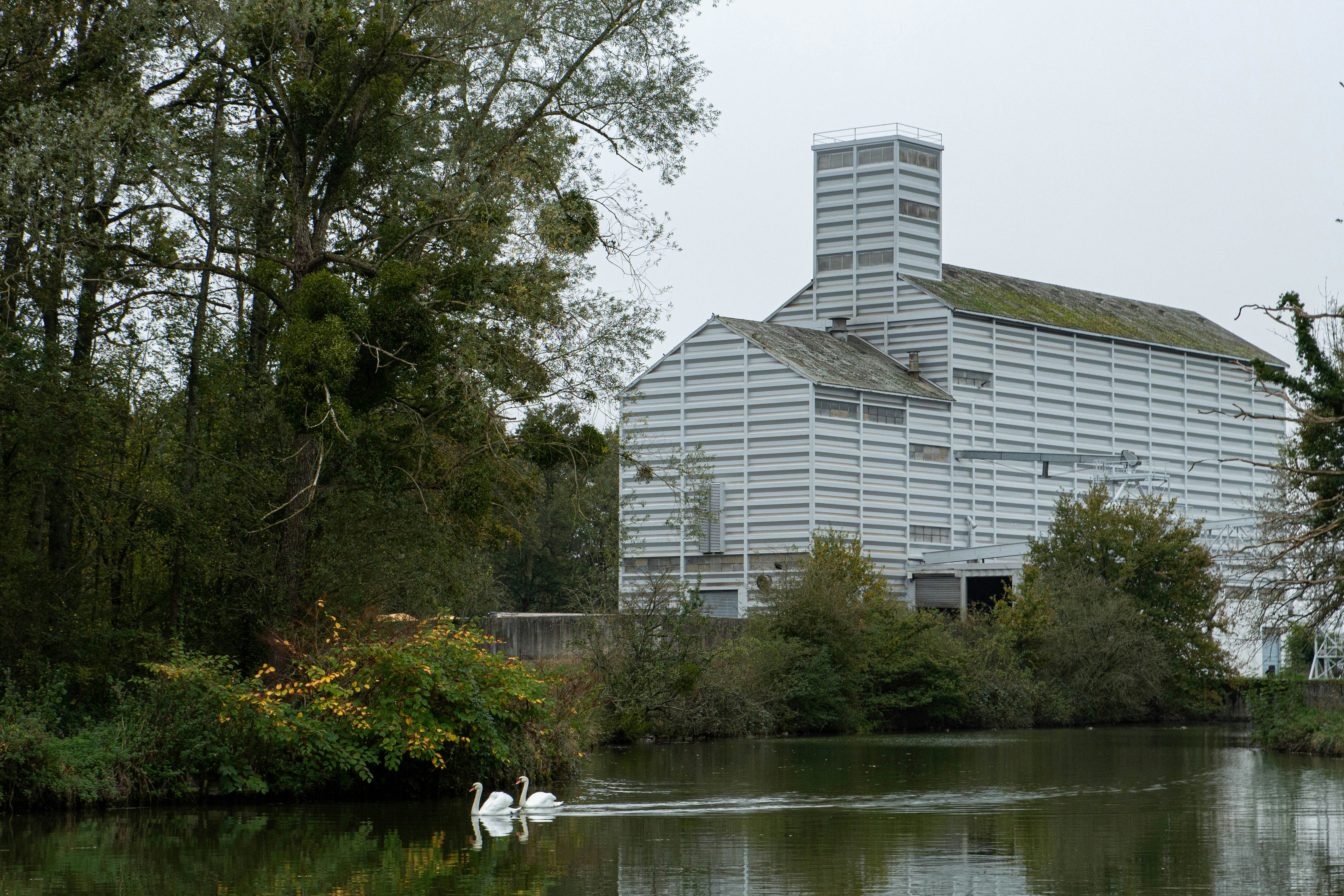 Whispers on the Water: Swans by the Riverside Grain Elevator