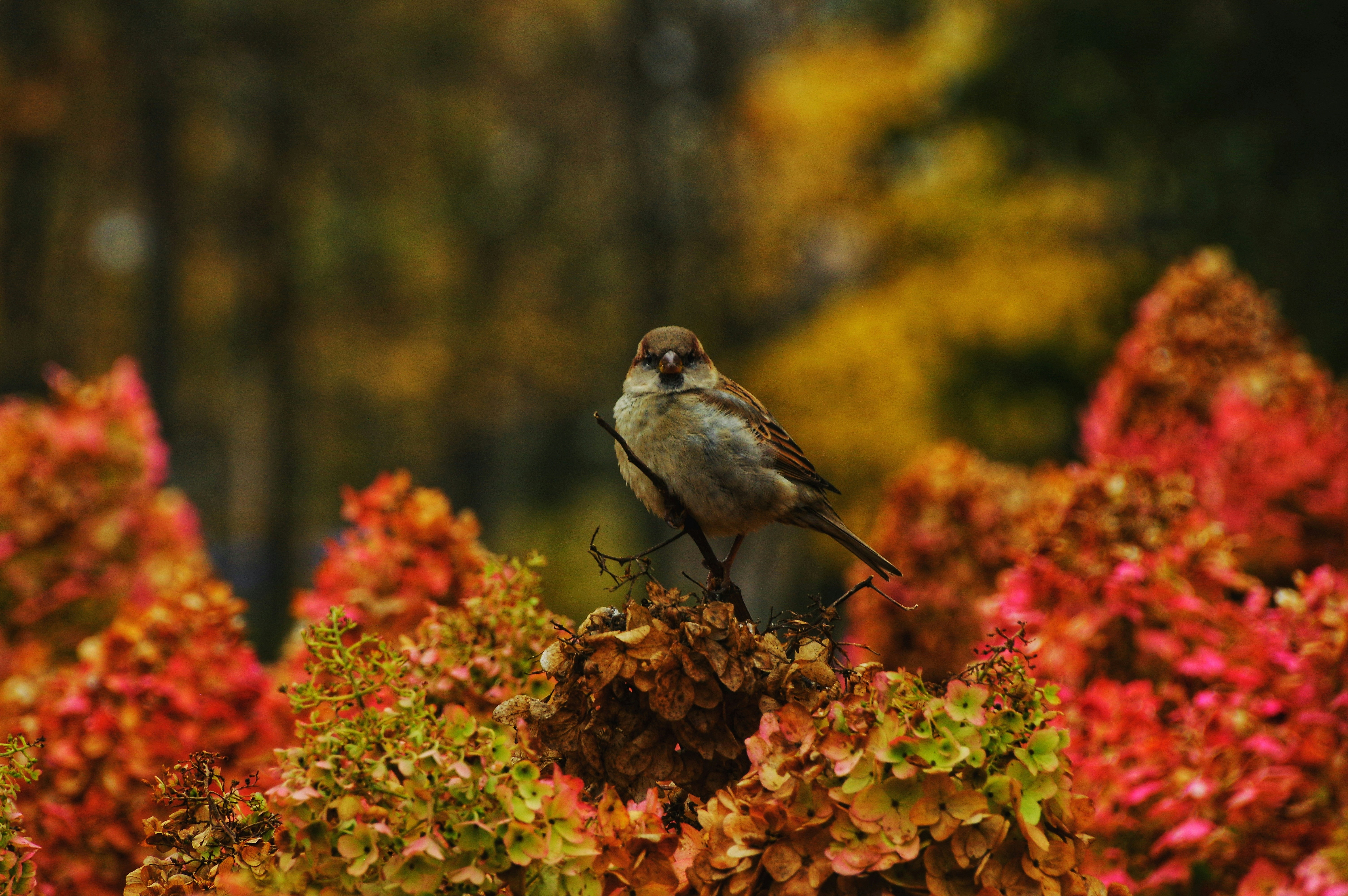Autumn's Perch: A Tiny Songbird Among Burnished Hydrangeas