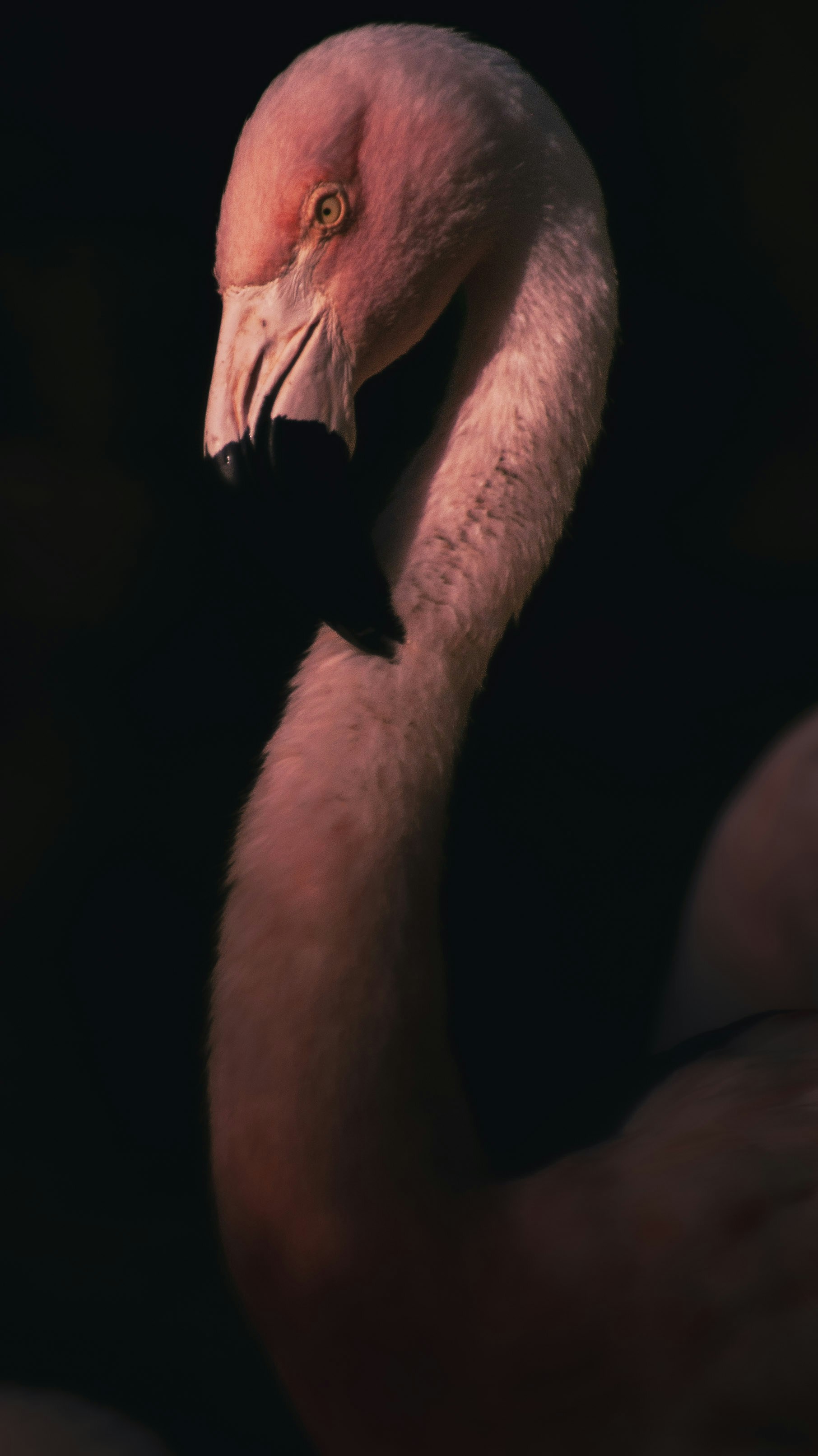 Close-up portrait of a flamingo's head and long neck bathed in warm, directional light against a dark background. A studio-style photograph emphasizing feather texture and color.