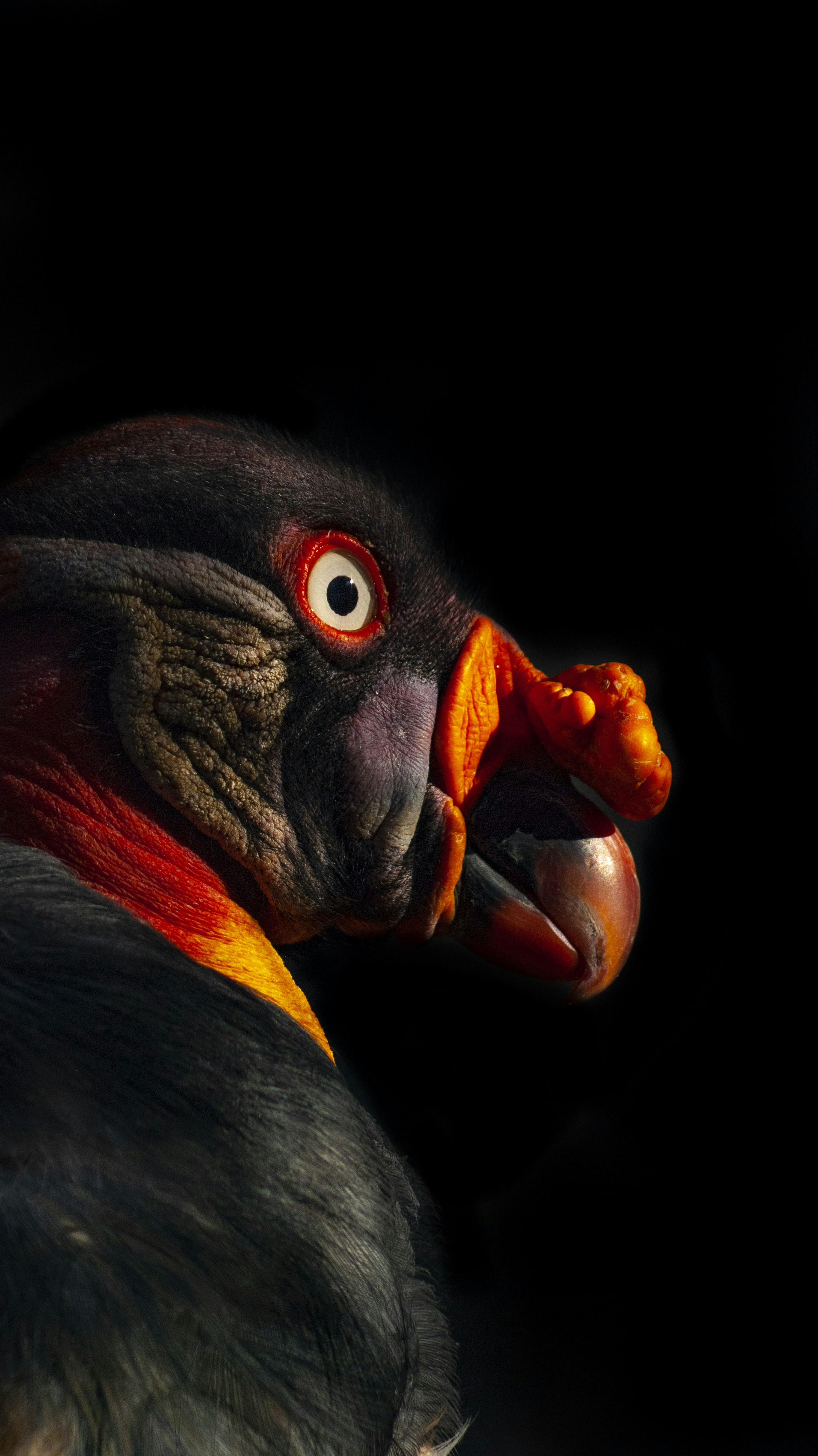 Close-up wildlife photograph of a bird's head with a red eye and orange beak against a black background.
