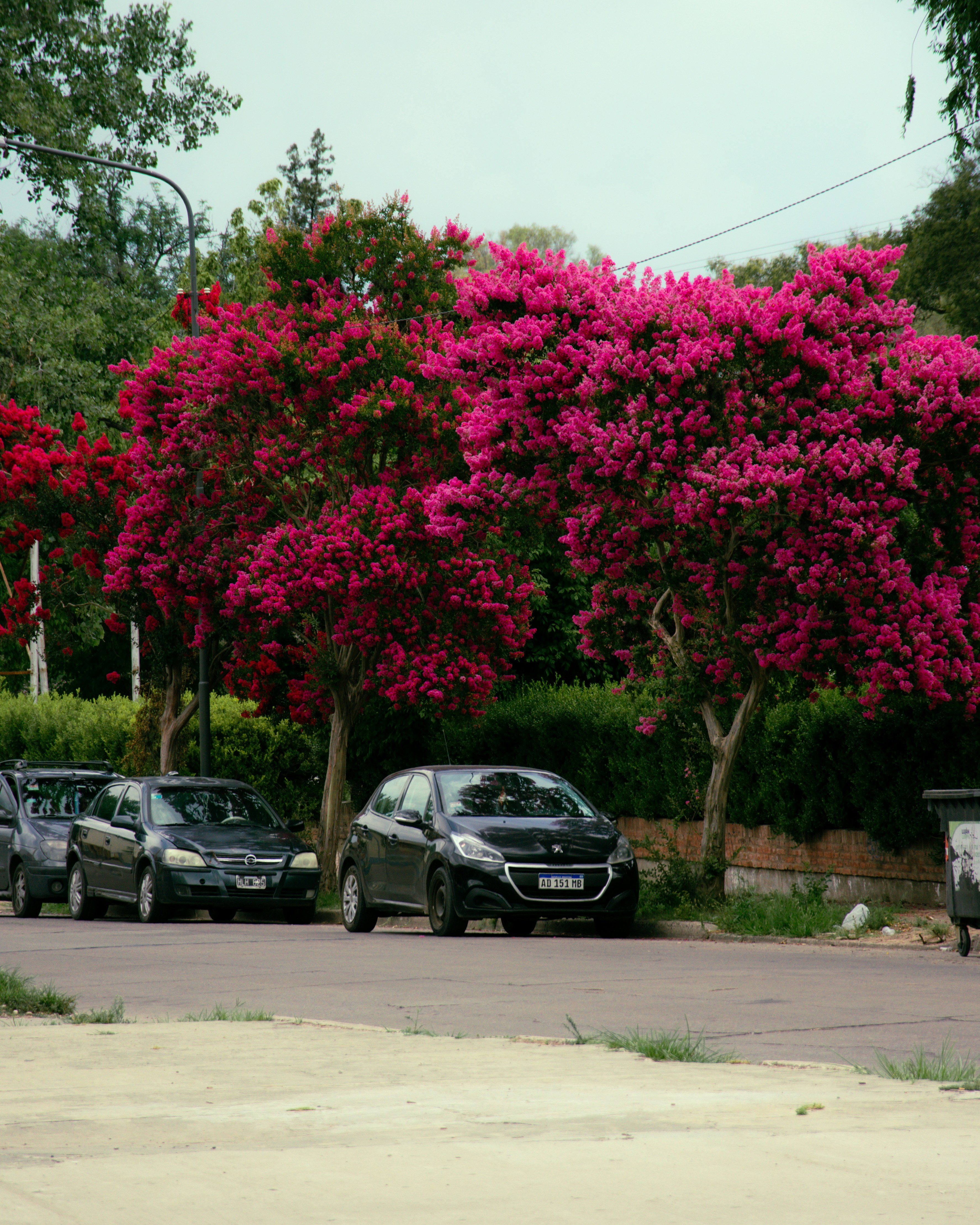 Bougainvillea Boulevard: Pink Canopy Over a Suburban Street