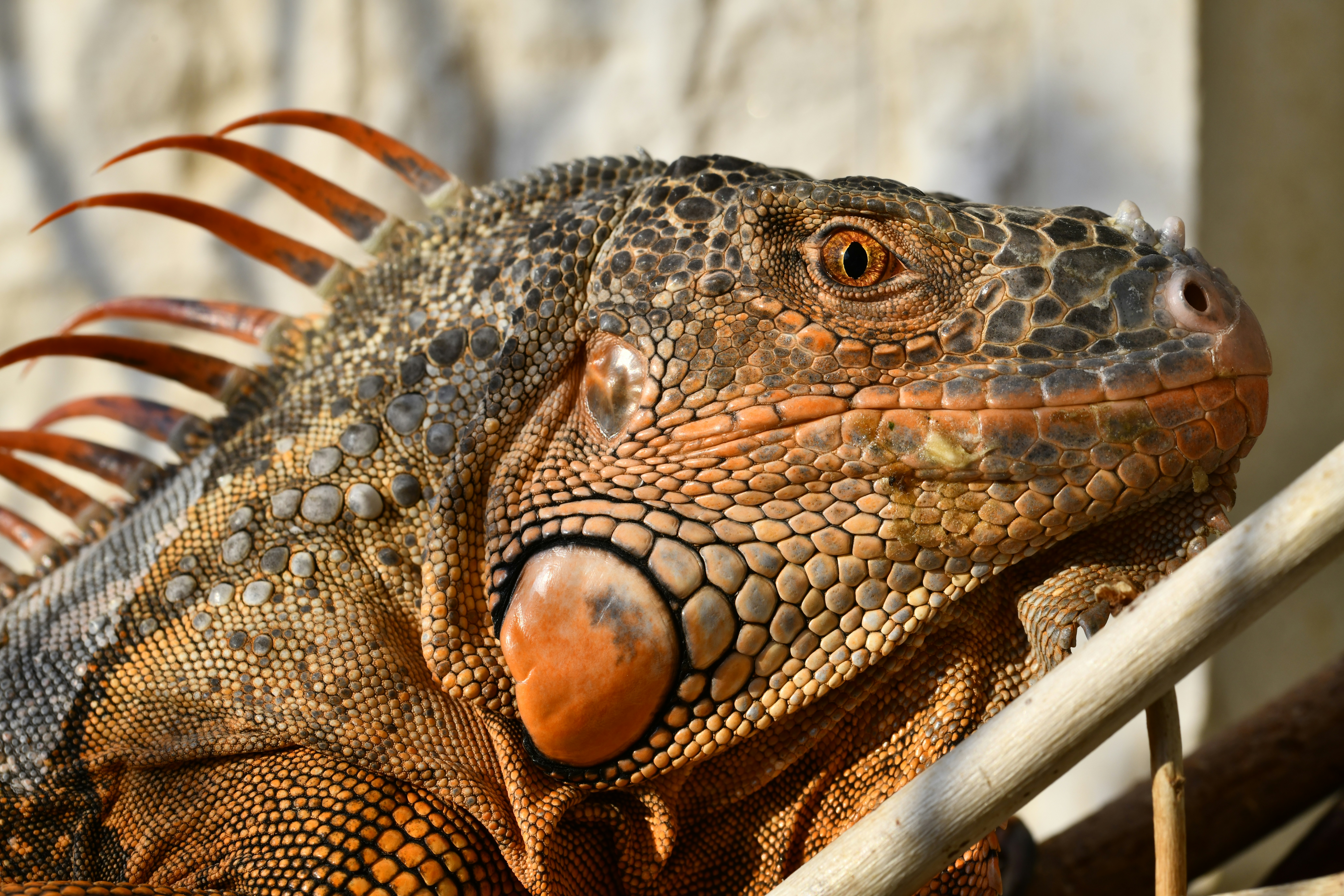 Captured this close up shot of my pet Iguana climbing through my garden.