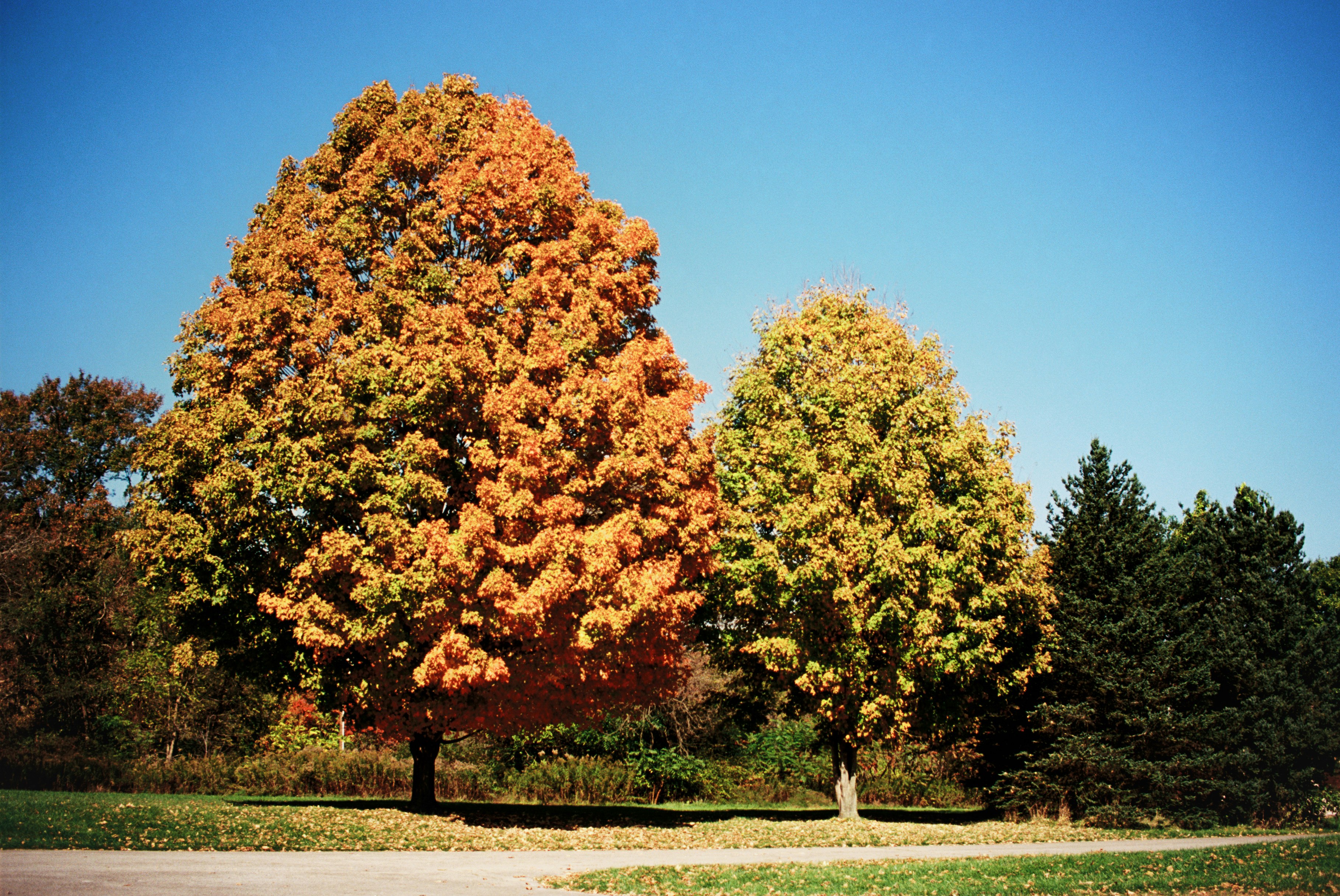 A group of trees that are next to a road photo – Free Pittsburgh Image ...