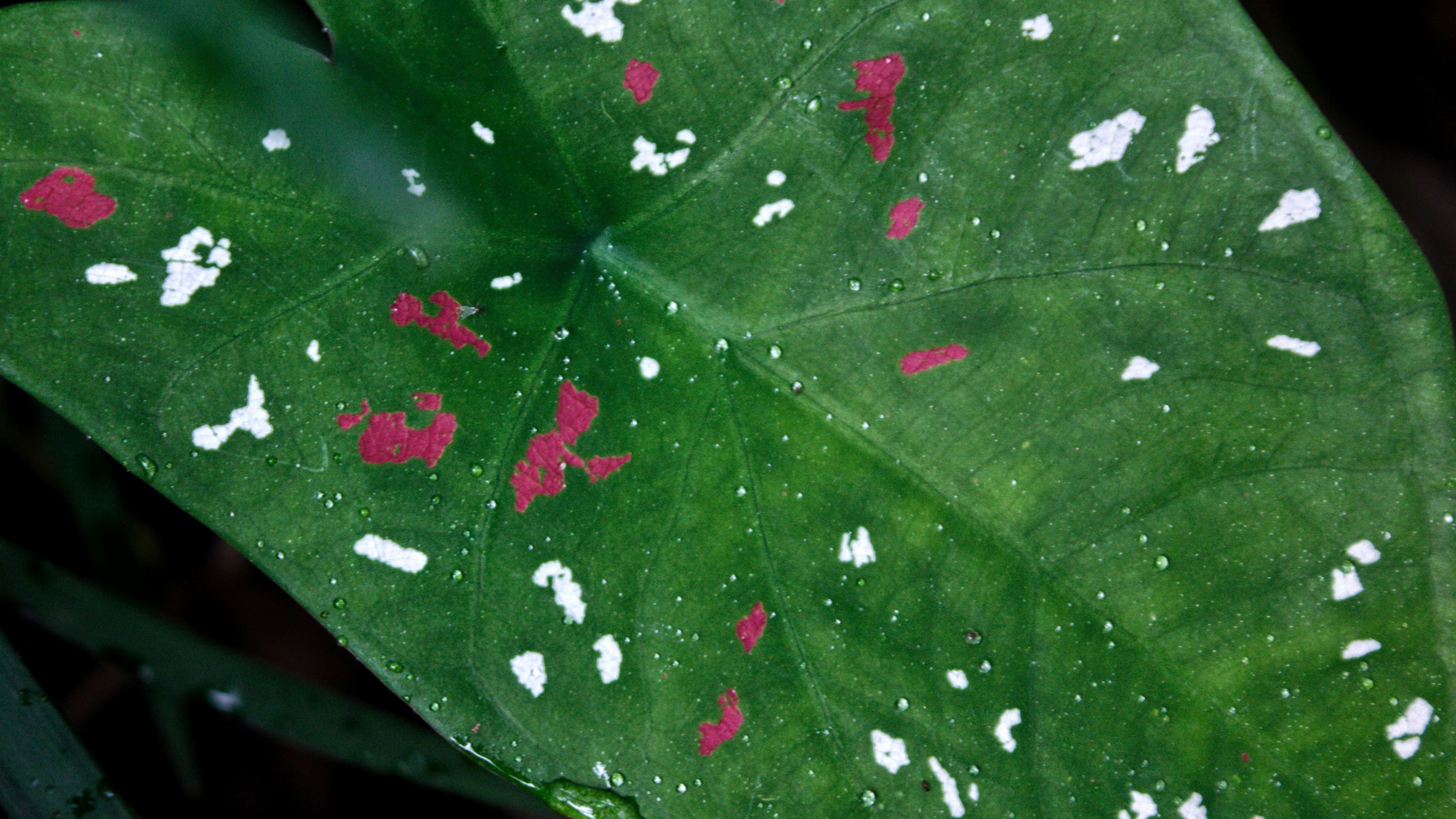 Verdant Veinwork: White and Magenta Flecks Across a Leaf