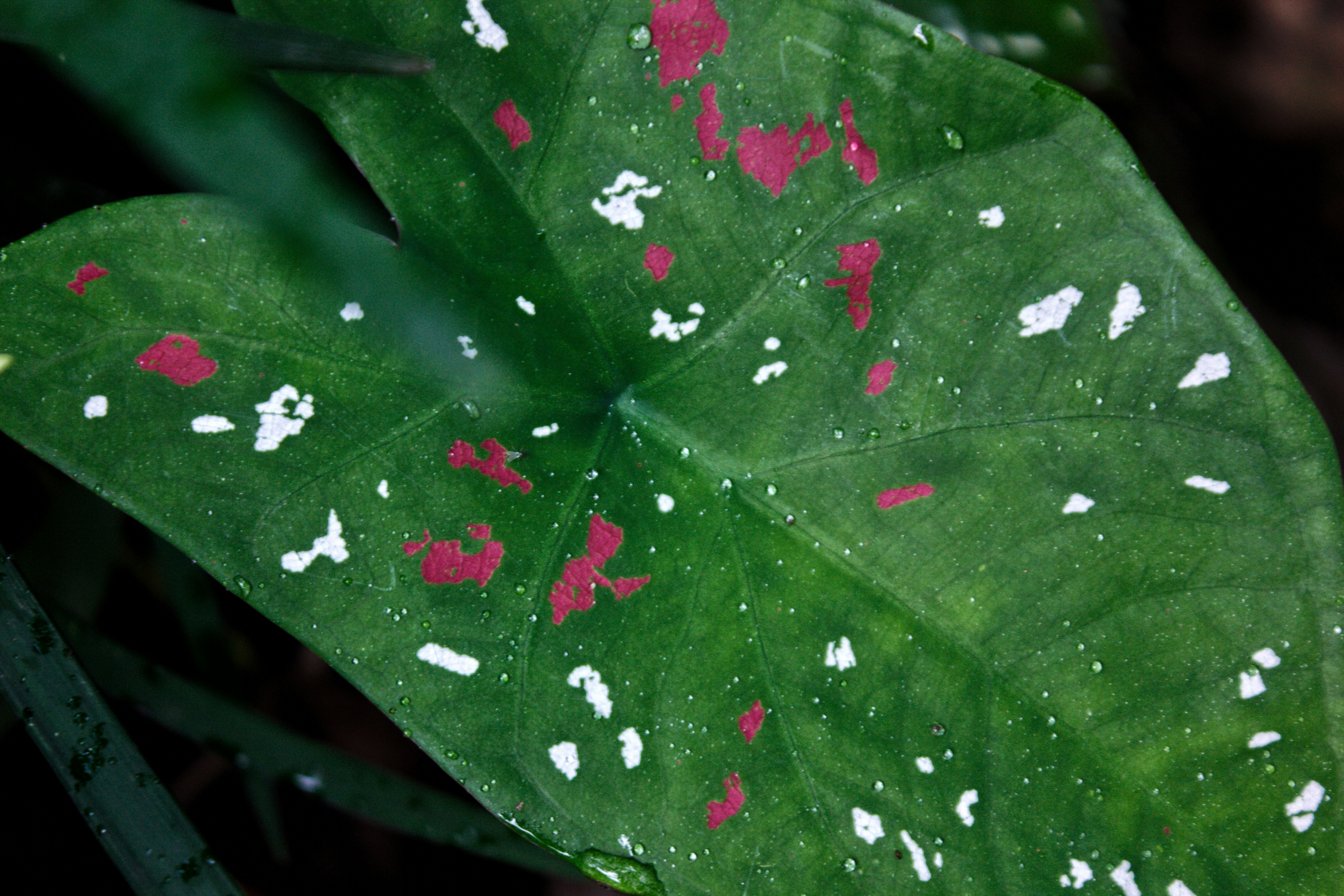 Nature's Canvas: The Artistry of a Leaf