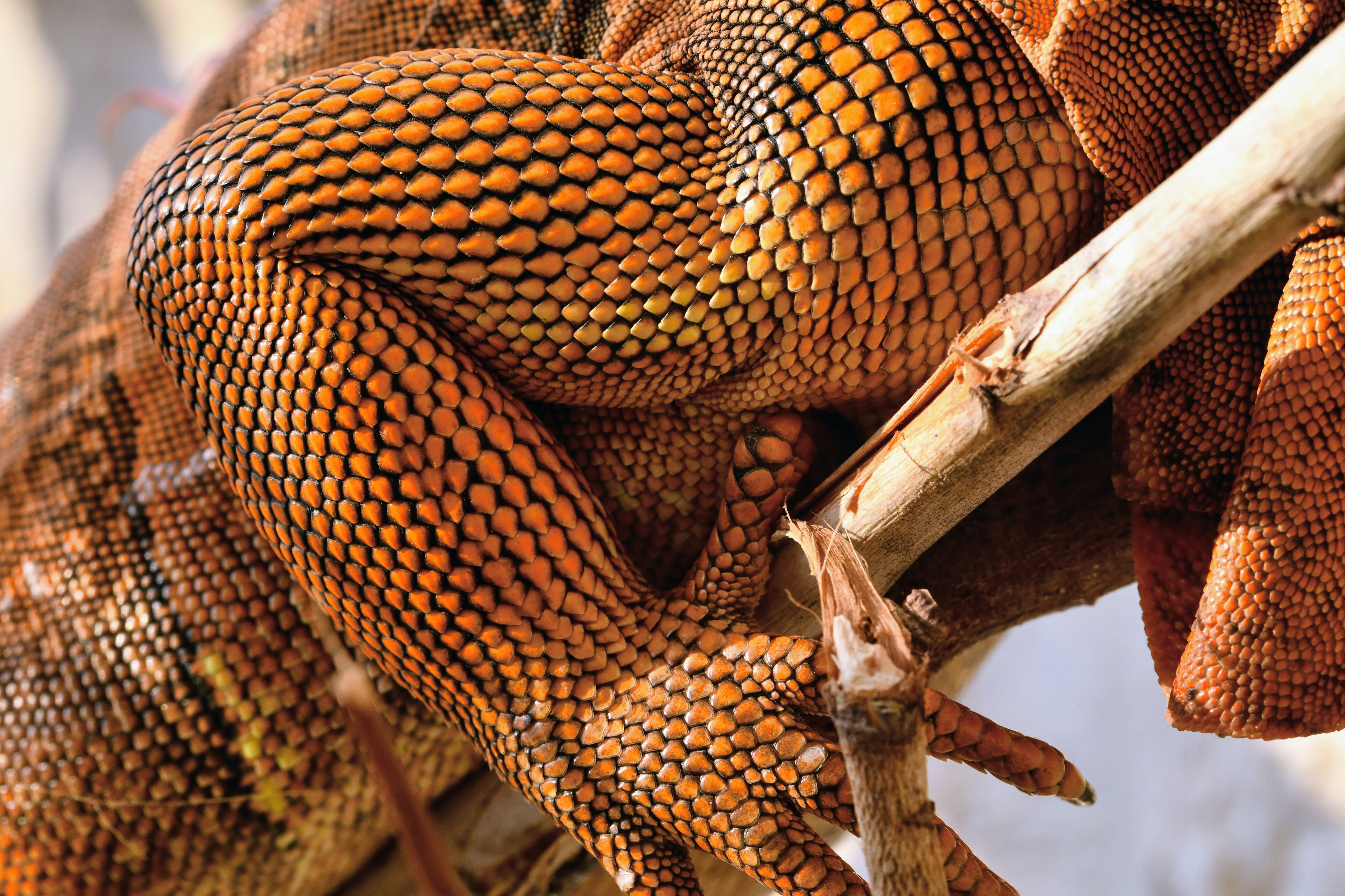 Ember-Scale Embrace: A Macro View of a Coiled Orange Serpent