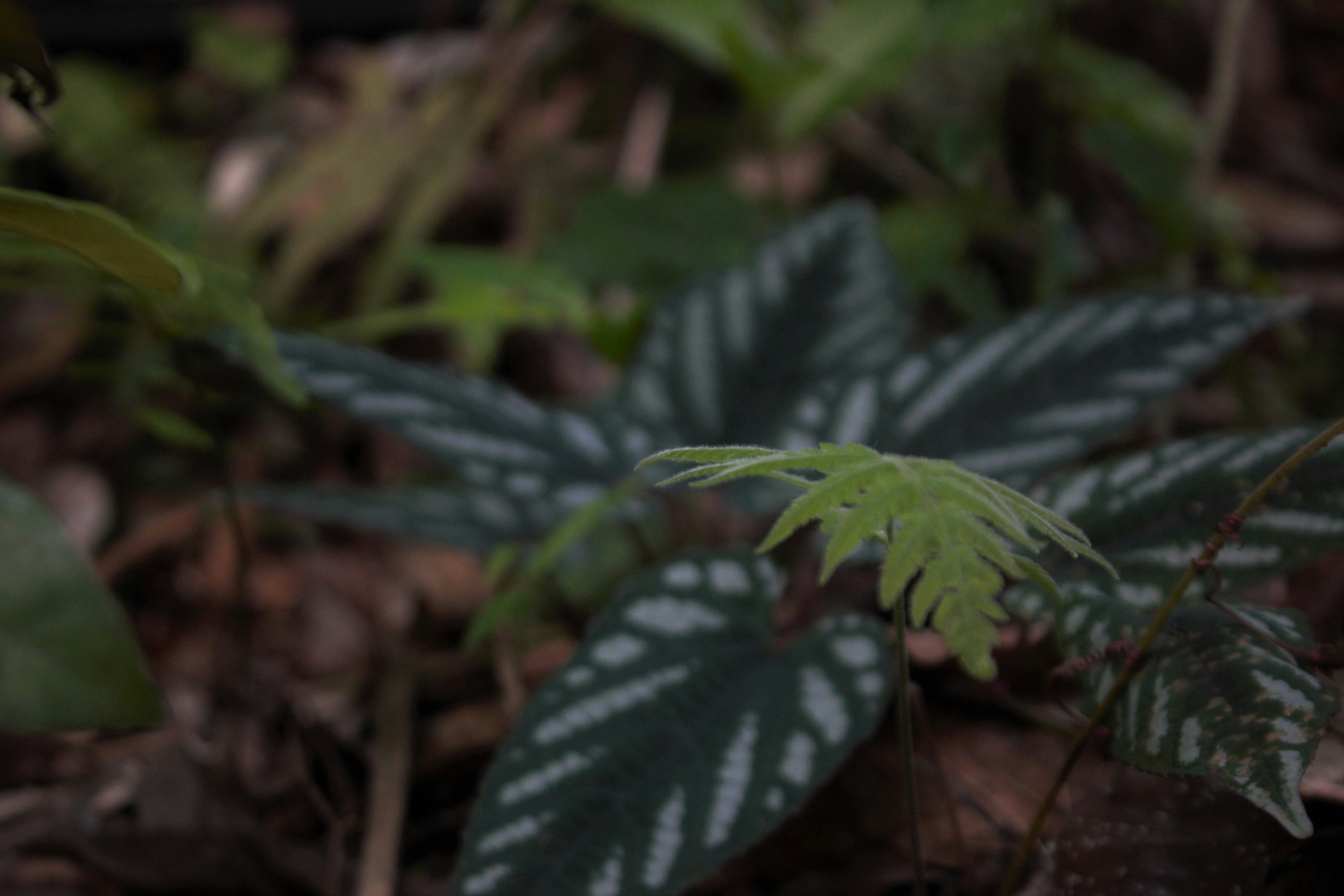 Emergent Green: a Fresh Leaf Piercing the Shadows of the Forest Floor