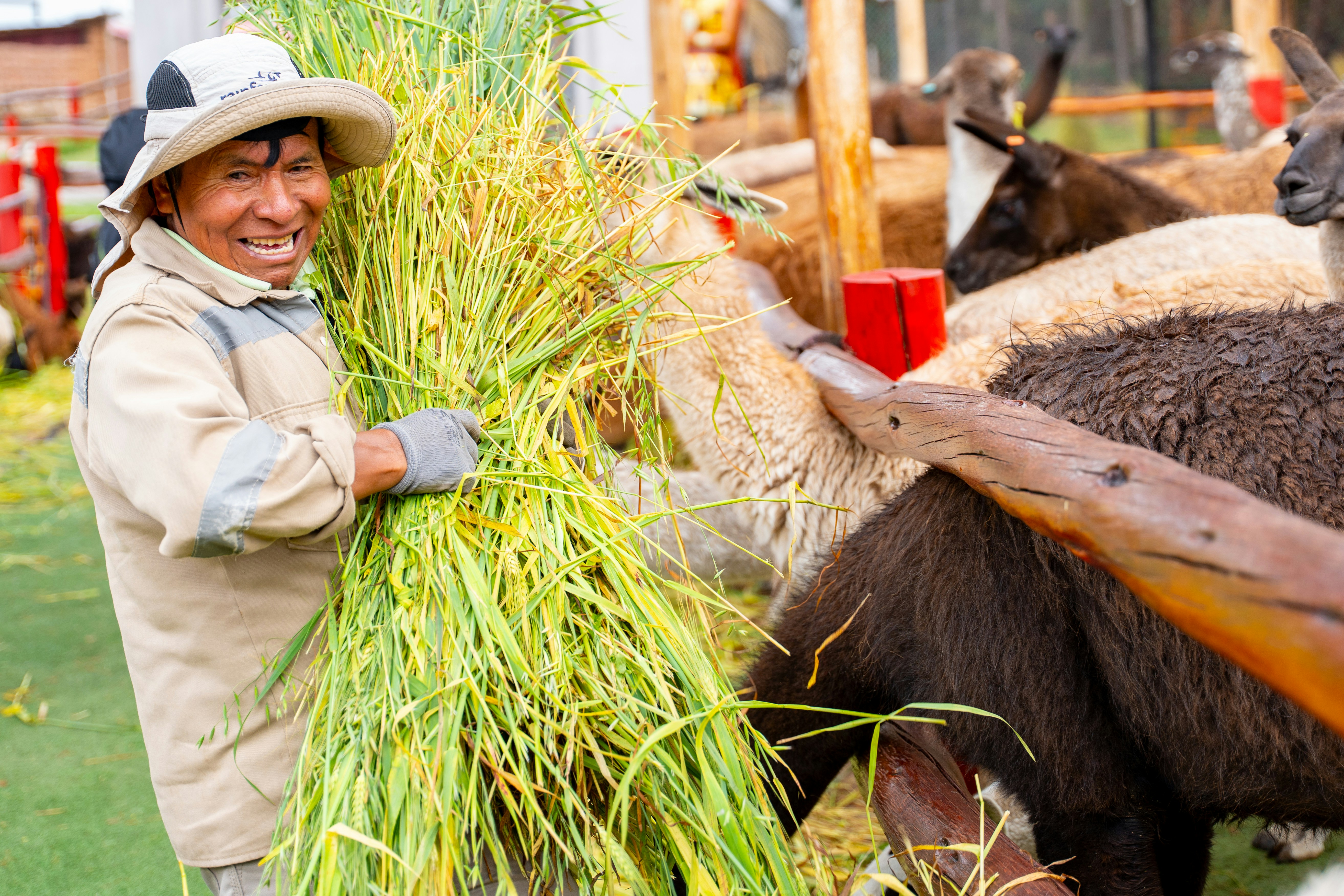 Smiling farmer holding a bundle of green hay beside grazing llamas against a rustic wooden fence.