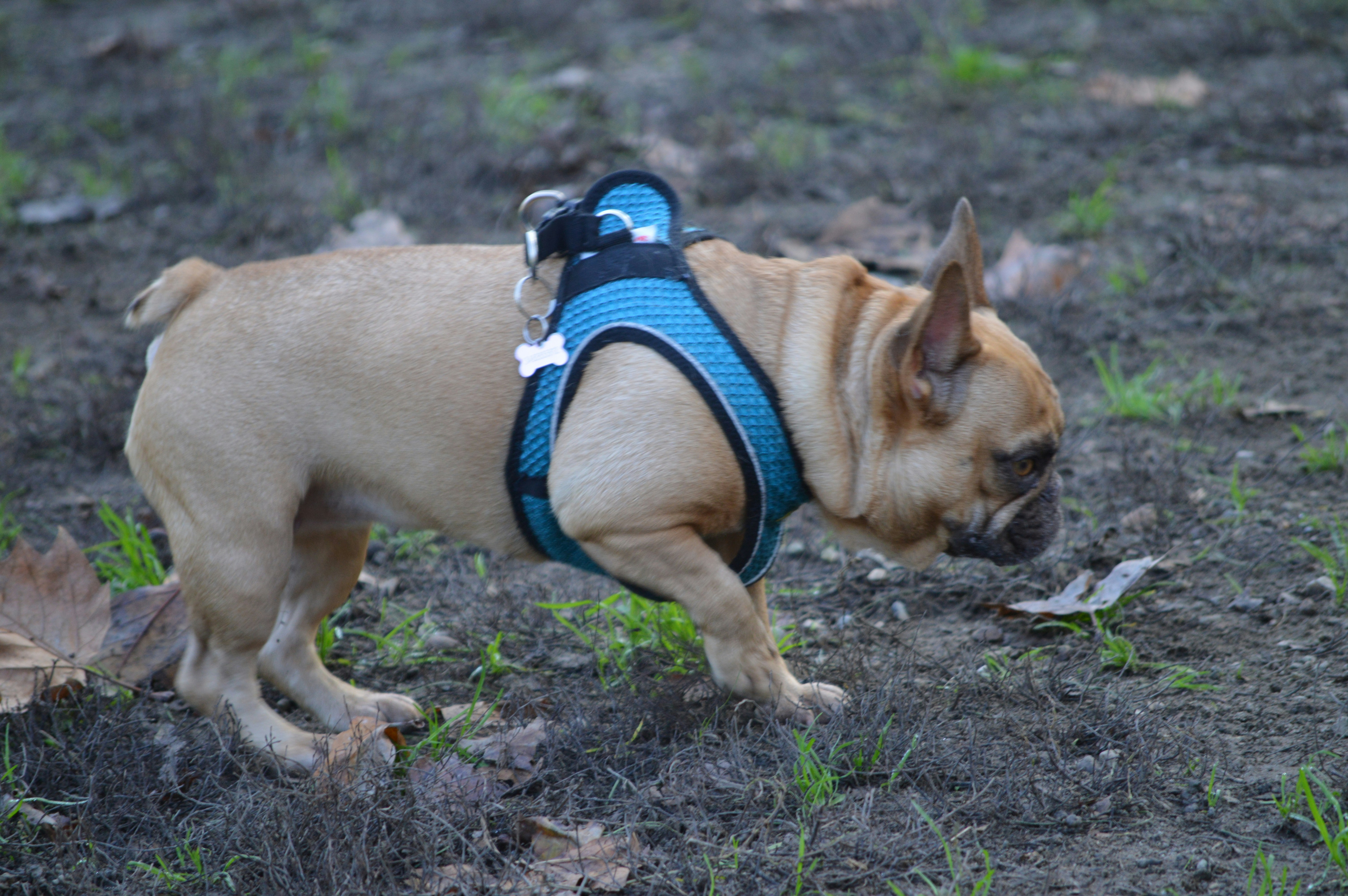 Blue-Harnessed French Bulldog Probes the Park's Leaf-Litter Path