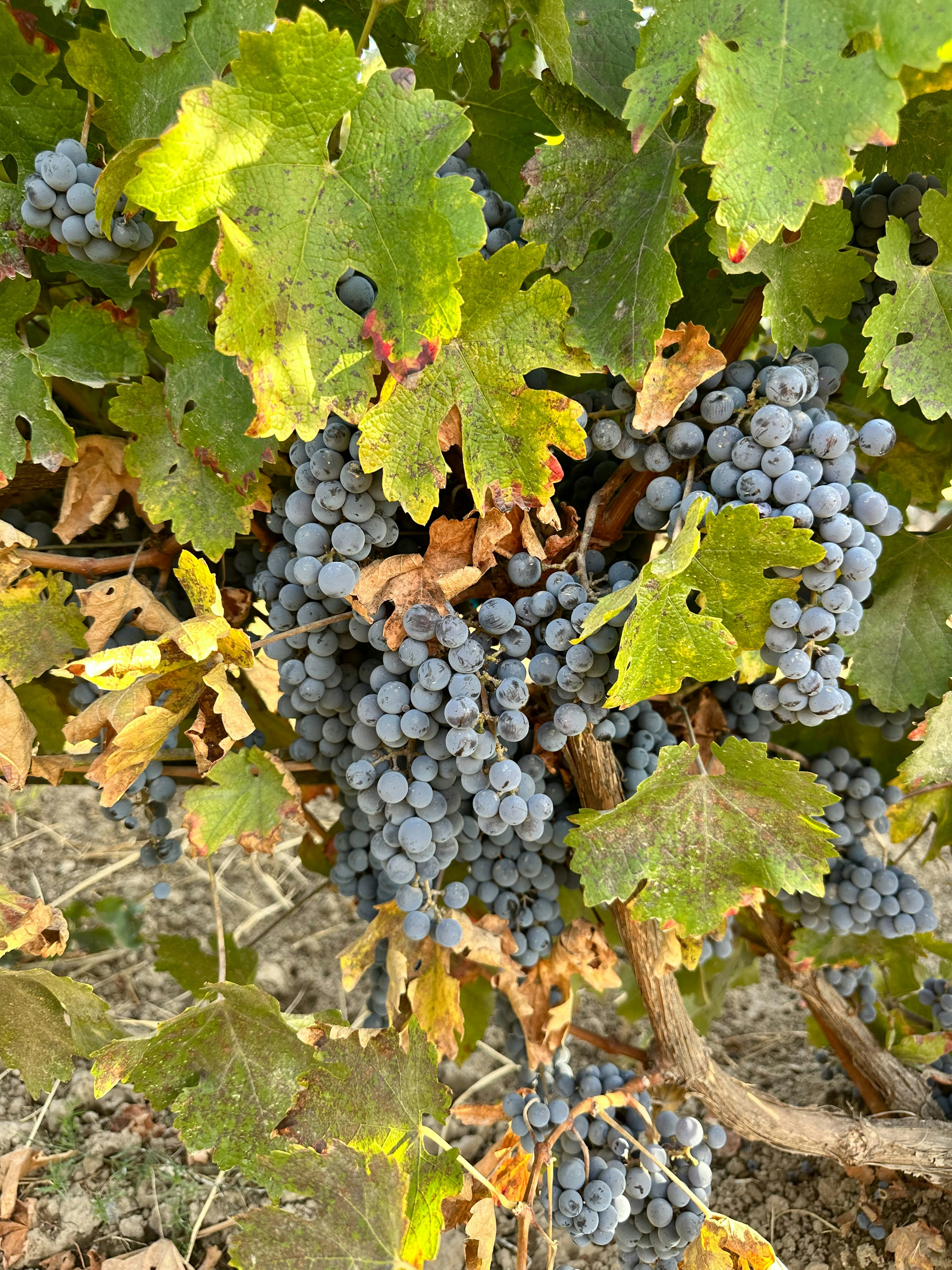 Dusty-Blue Grapes Clustering Along Sunlit Vineyard Vines