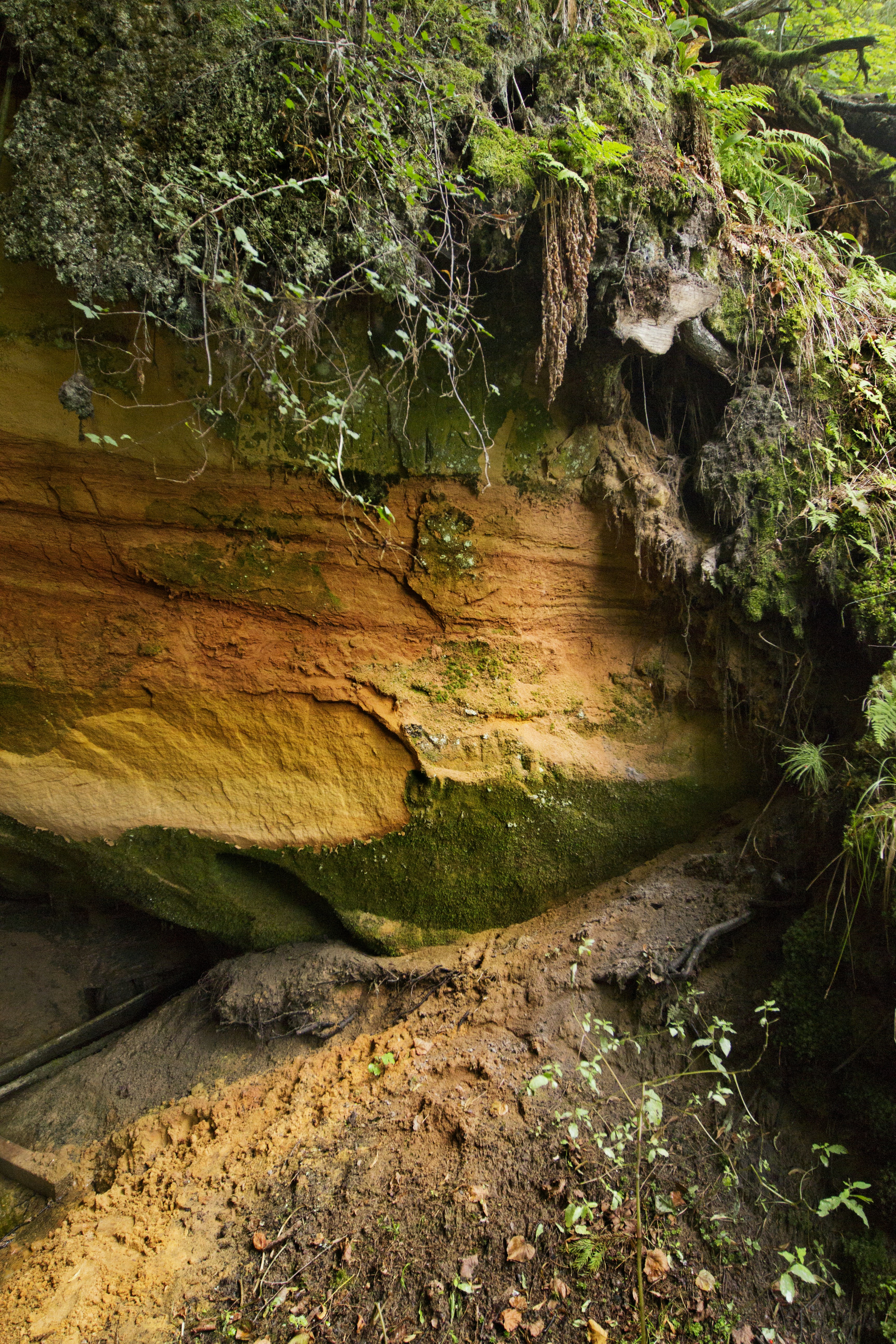 Amber Strata in a Moss-Crowned Cliff