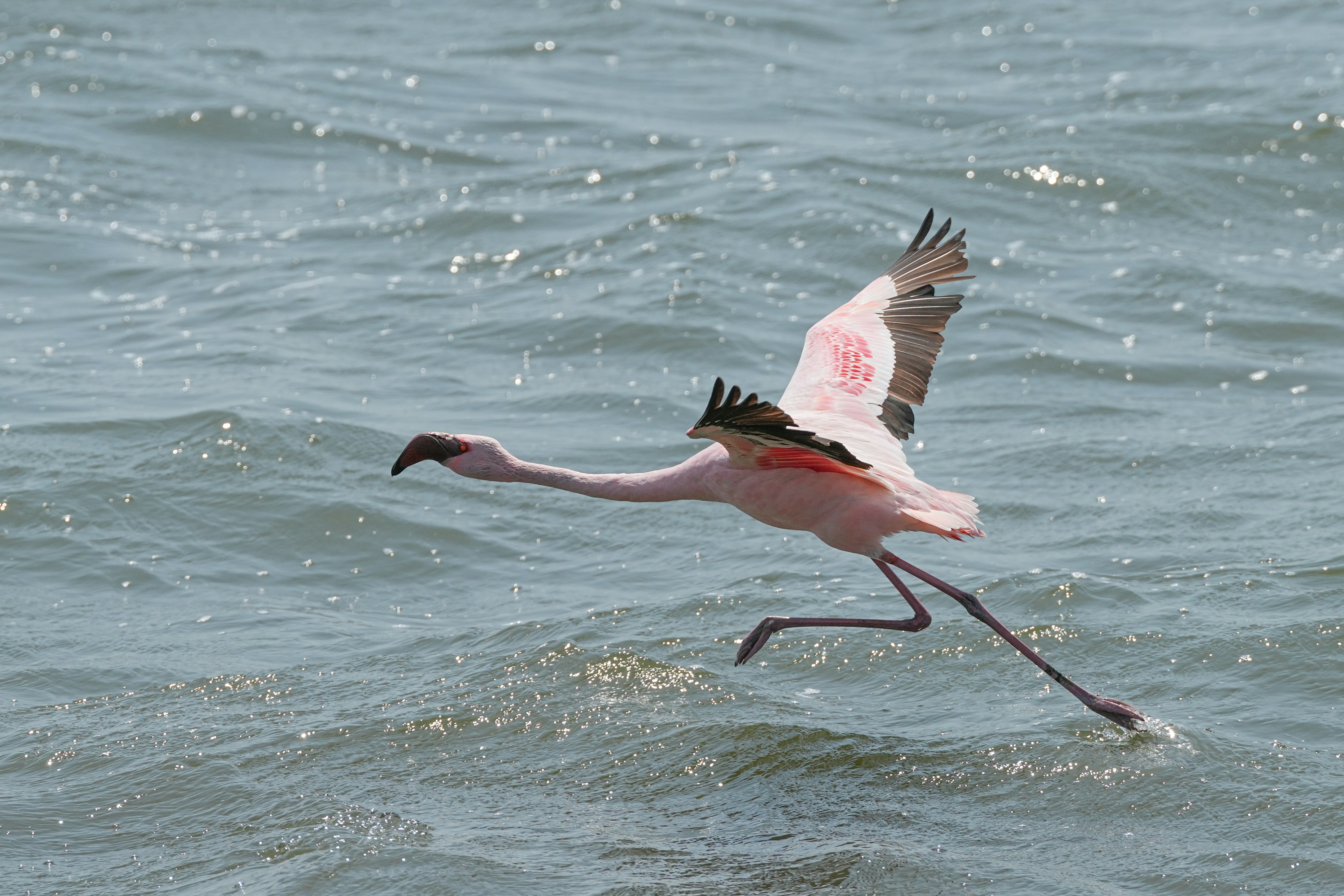 Coastal Glide: A Pink Flamingo Skimming the Sea