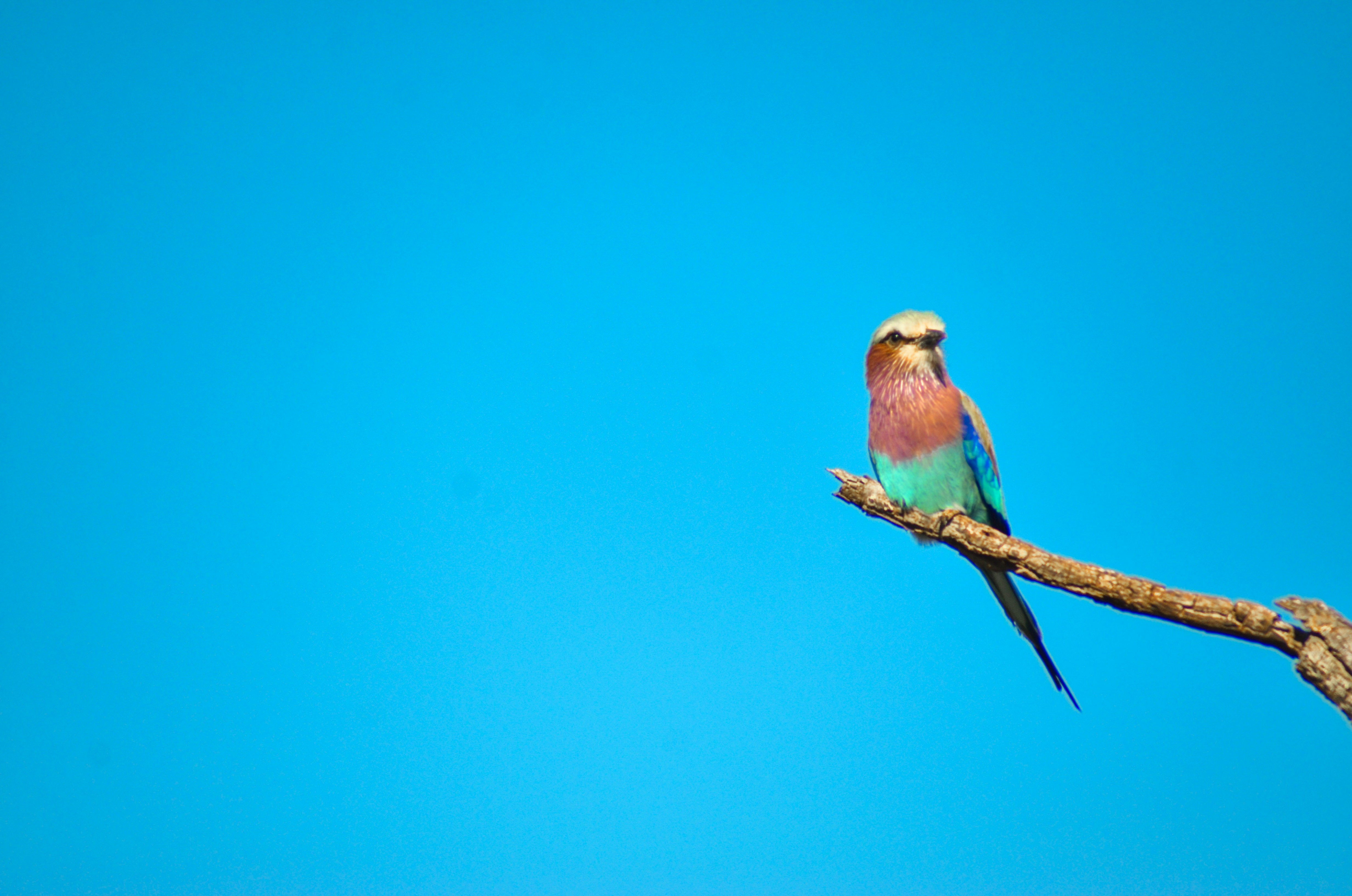 A colorful bird is perched on a tree branch photo – Free Bird Image on ...