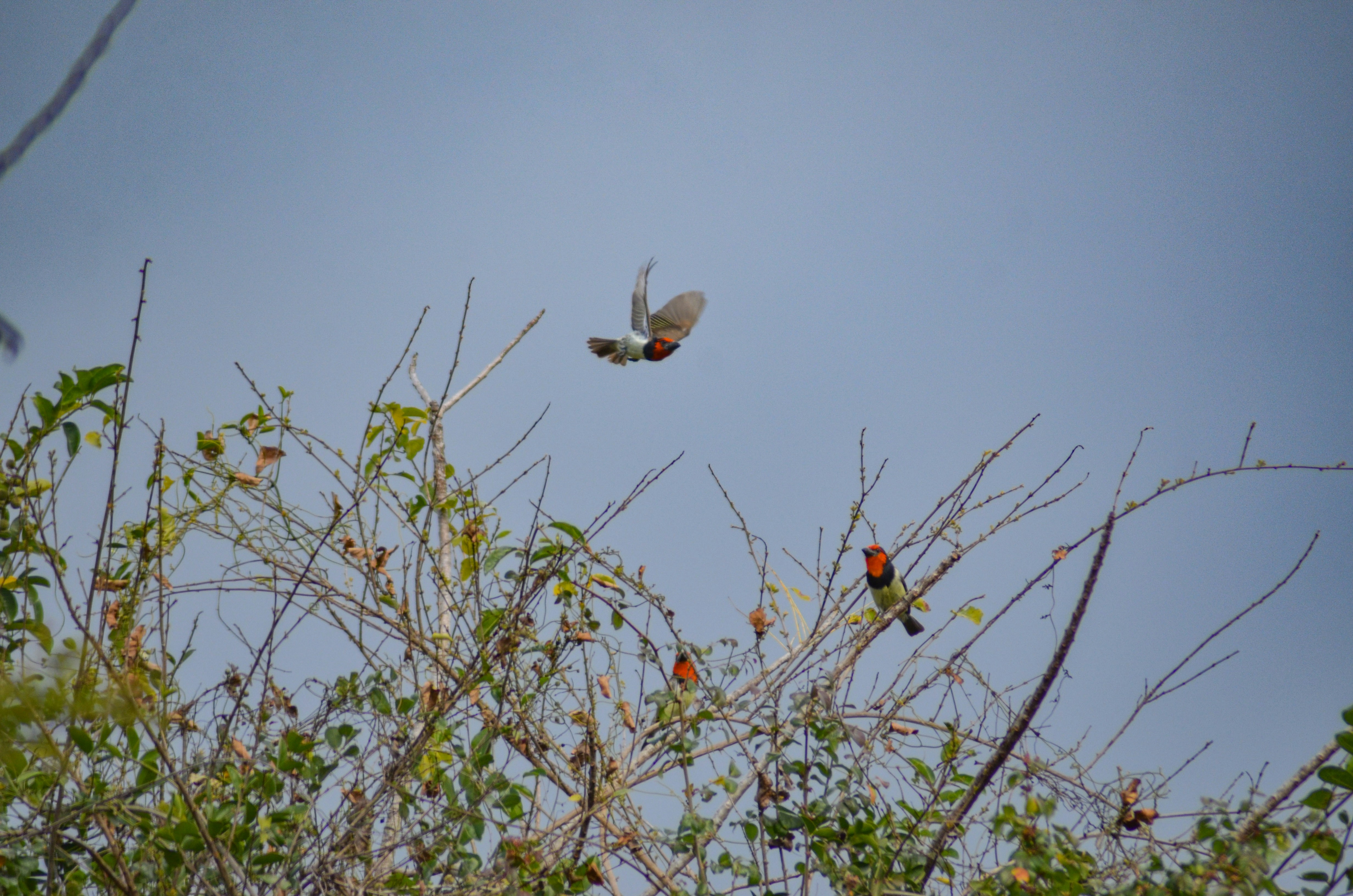 Red-shouldered Warbler in a Sunlit Break