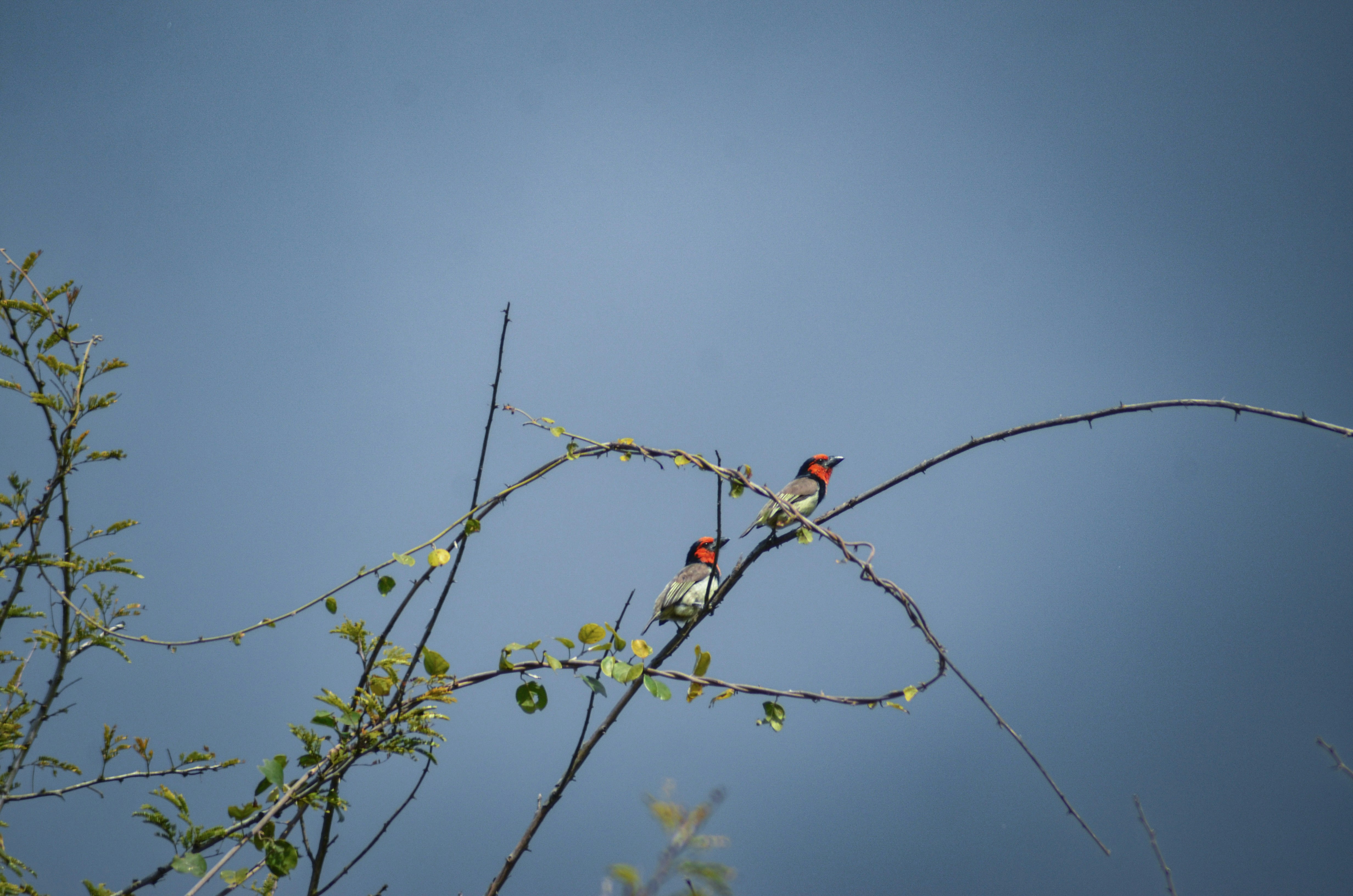 Duet on a Willow Arc: Red-Headed Finches on a Delicate Curve