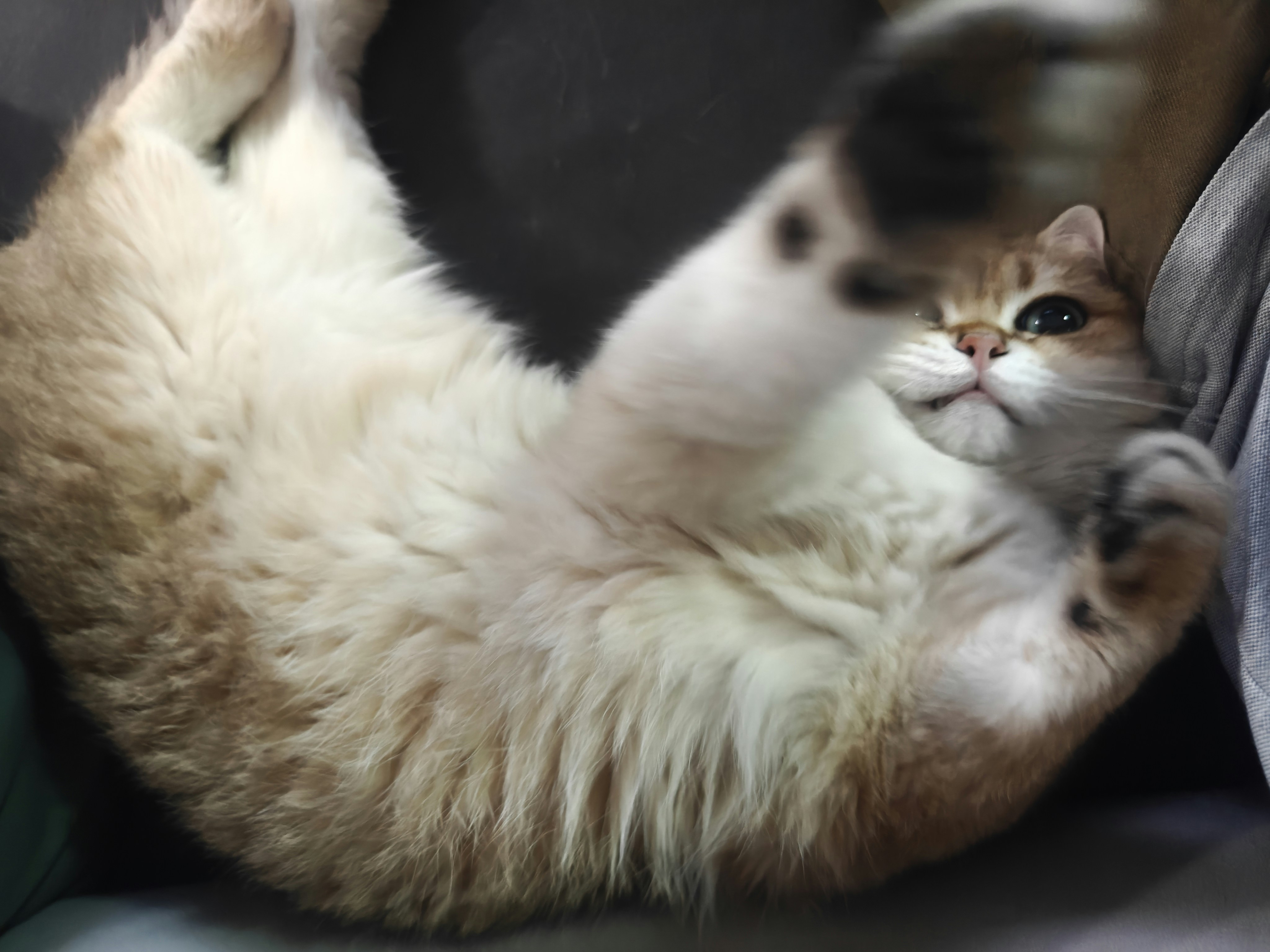 Cozy Whiskered Pinwheel: A Playful Rooftop of Paws