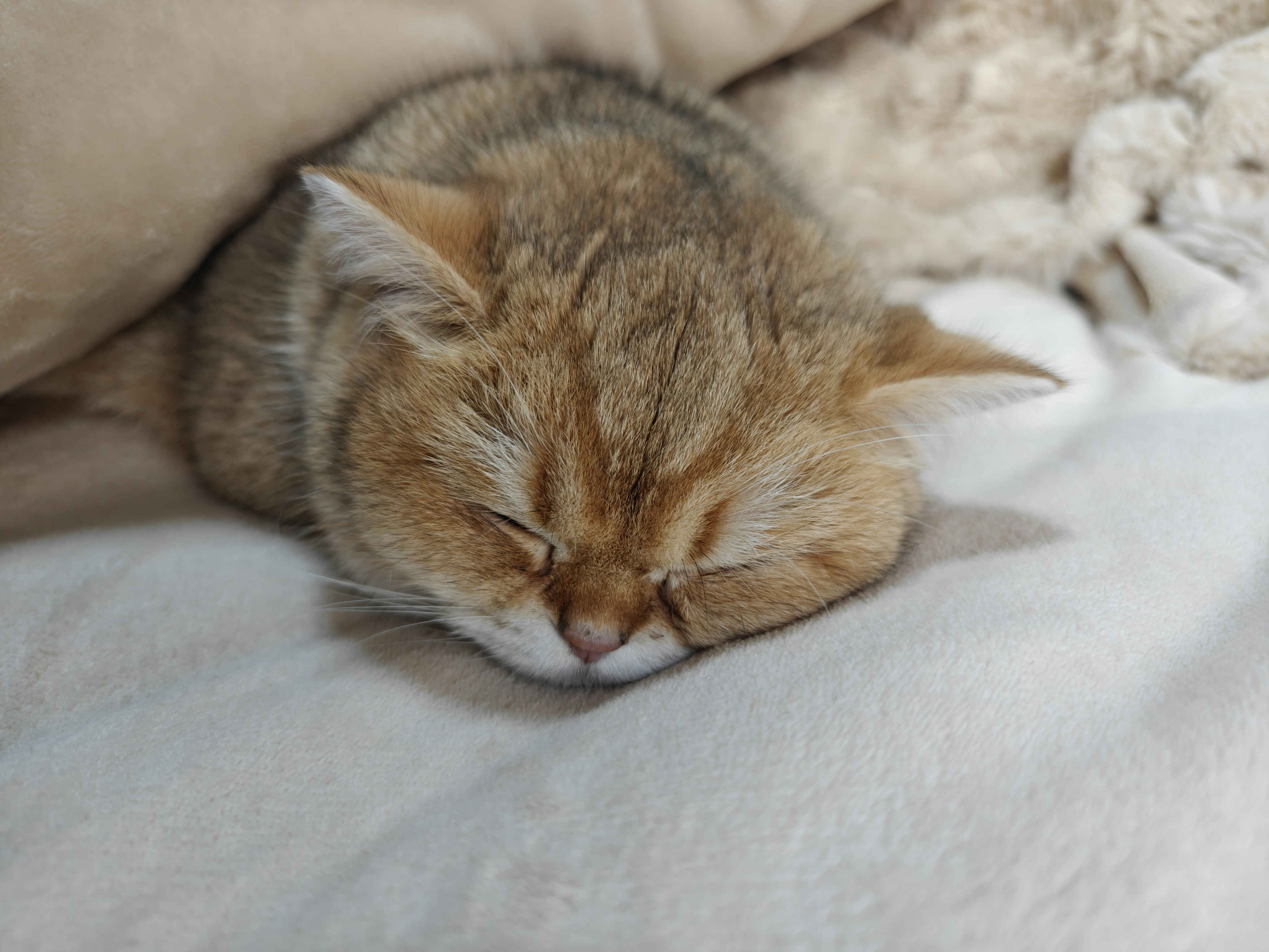 Sample photo from Oppo Find X6 Pro