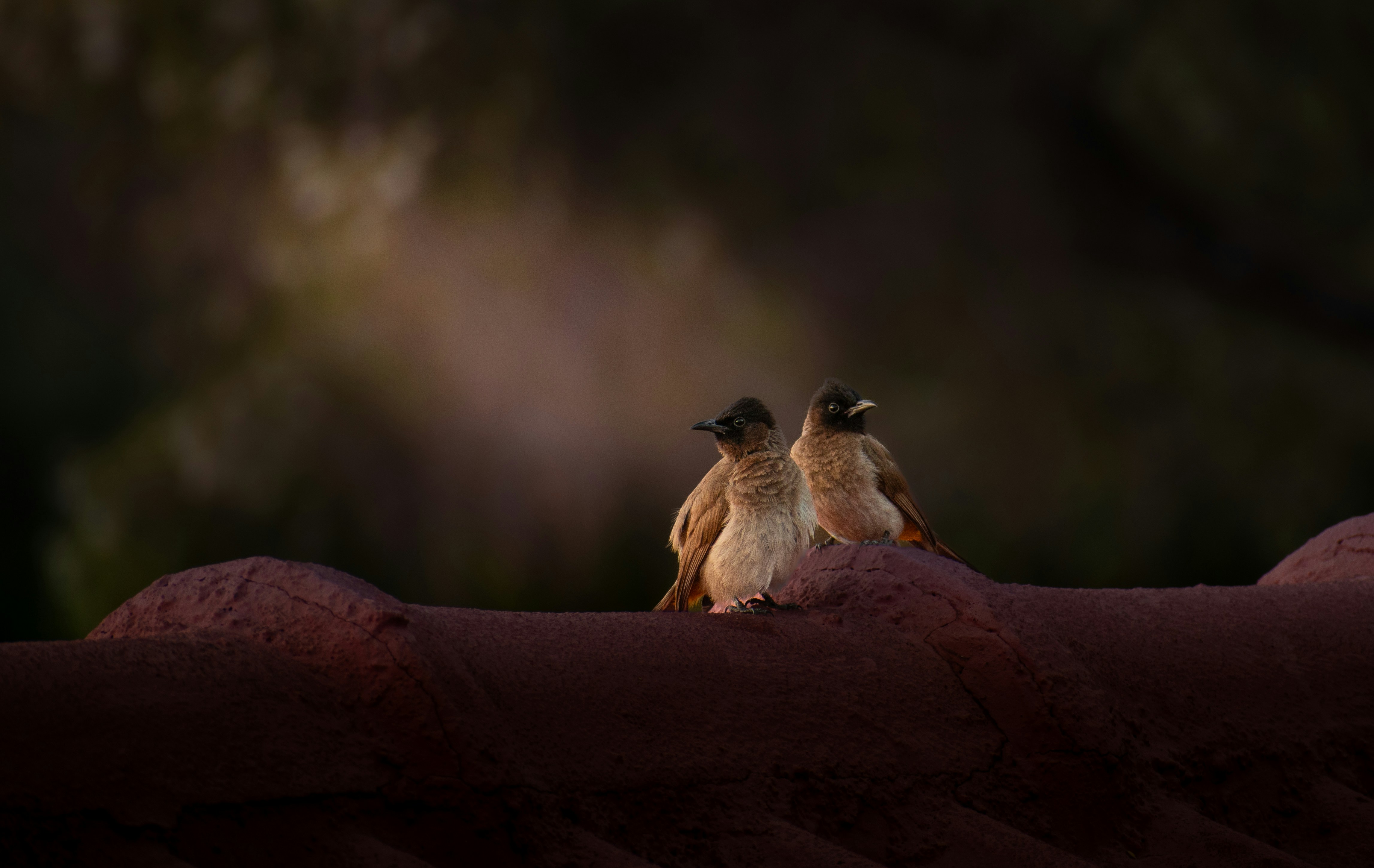 Crimson Ridge Duo: Birds at Dusk