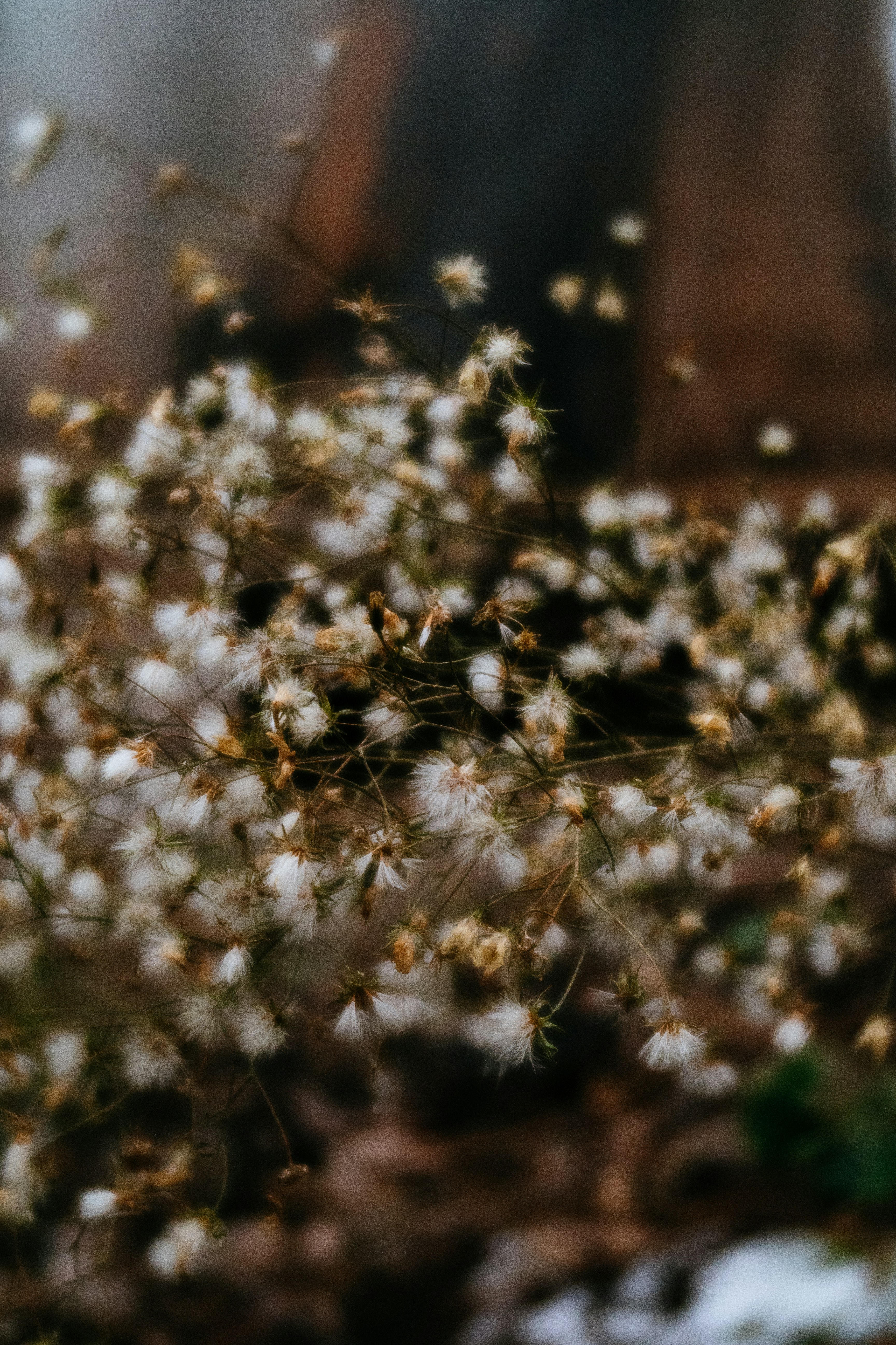 Whispers of Seed Puffs in Quiet Glow