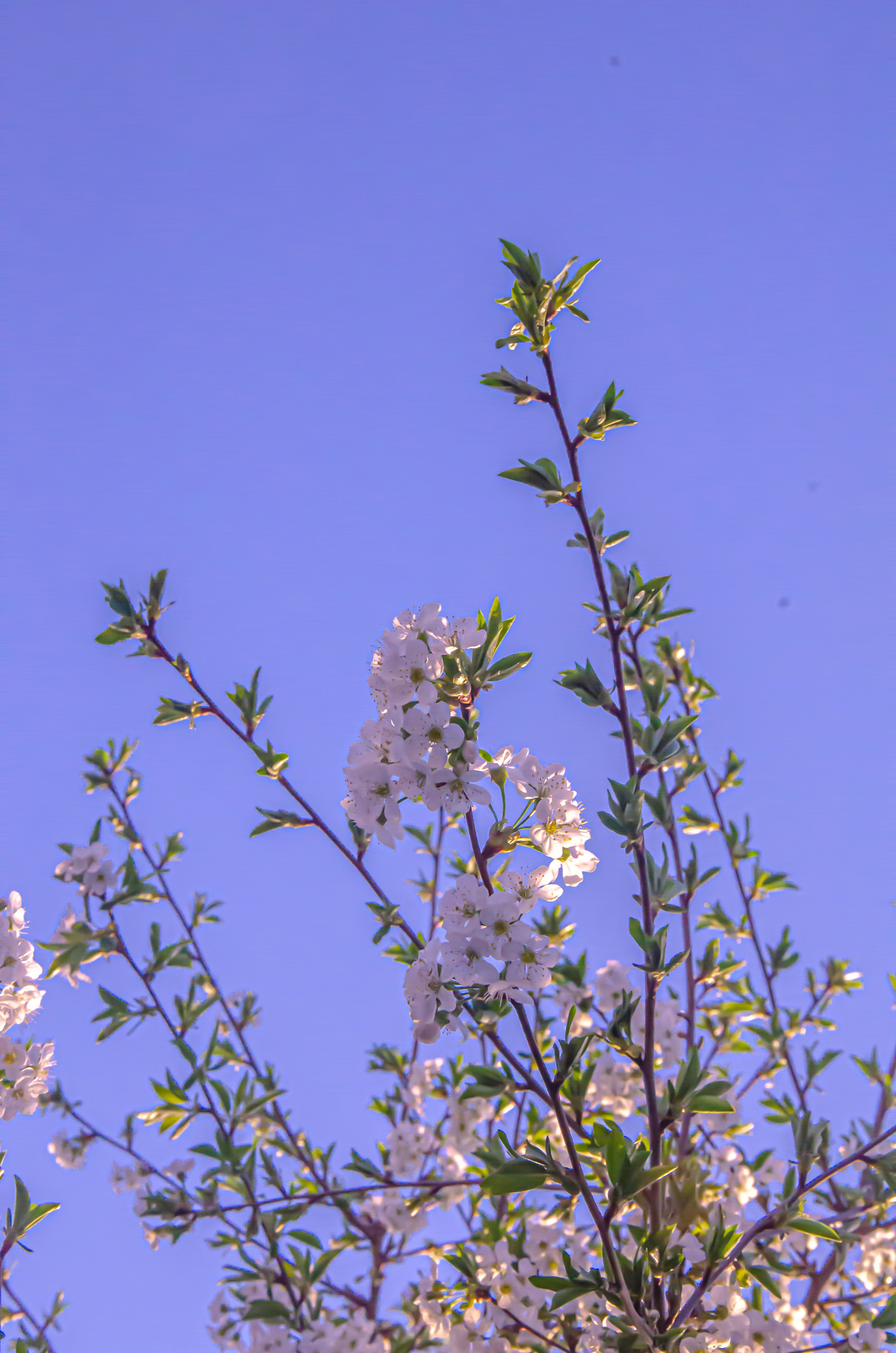 Sapphire Sky and White Blooms: A Spring Twig Reaches Toward Light