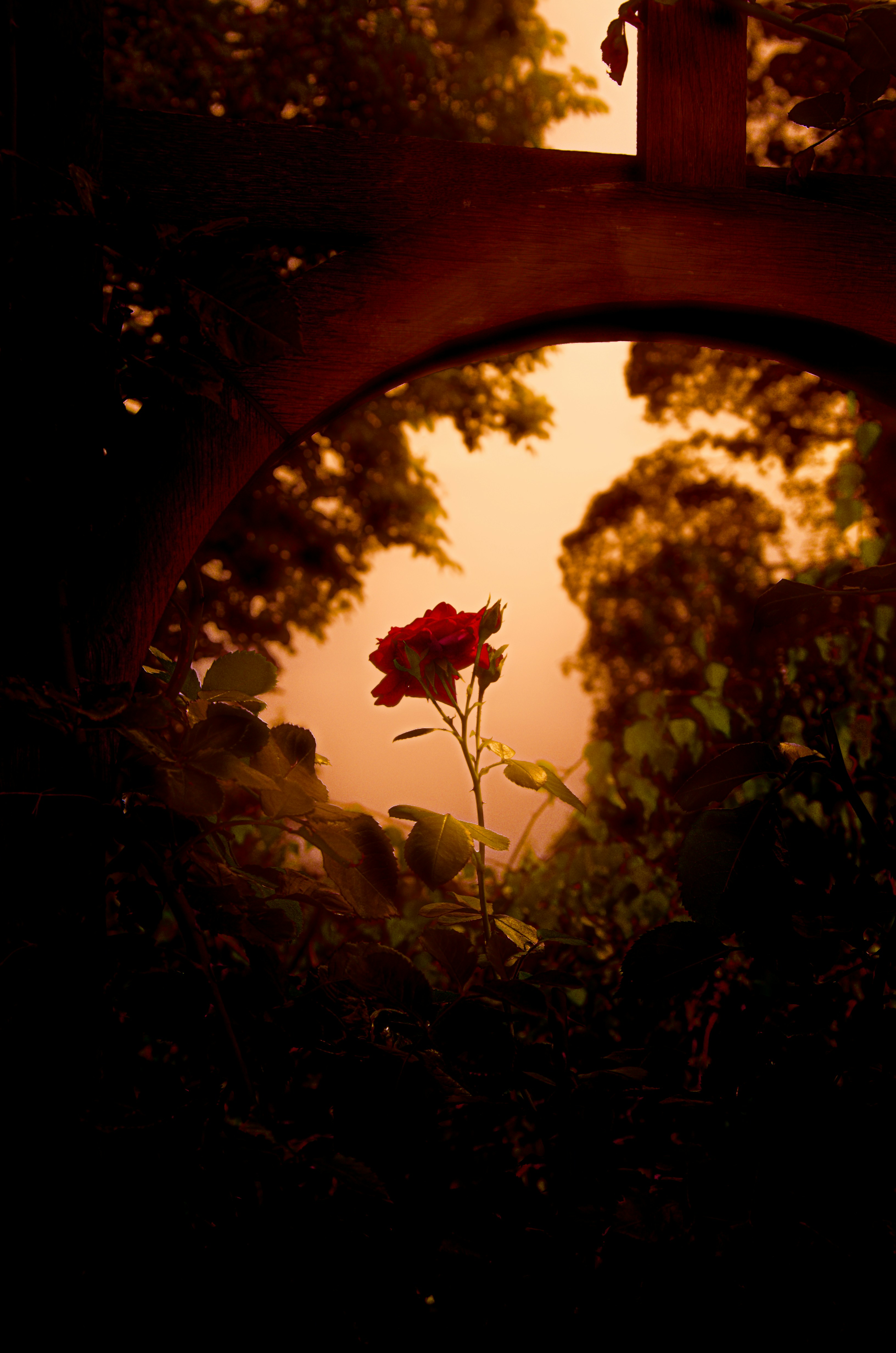 Crimson Rose through an Ember Arch