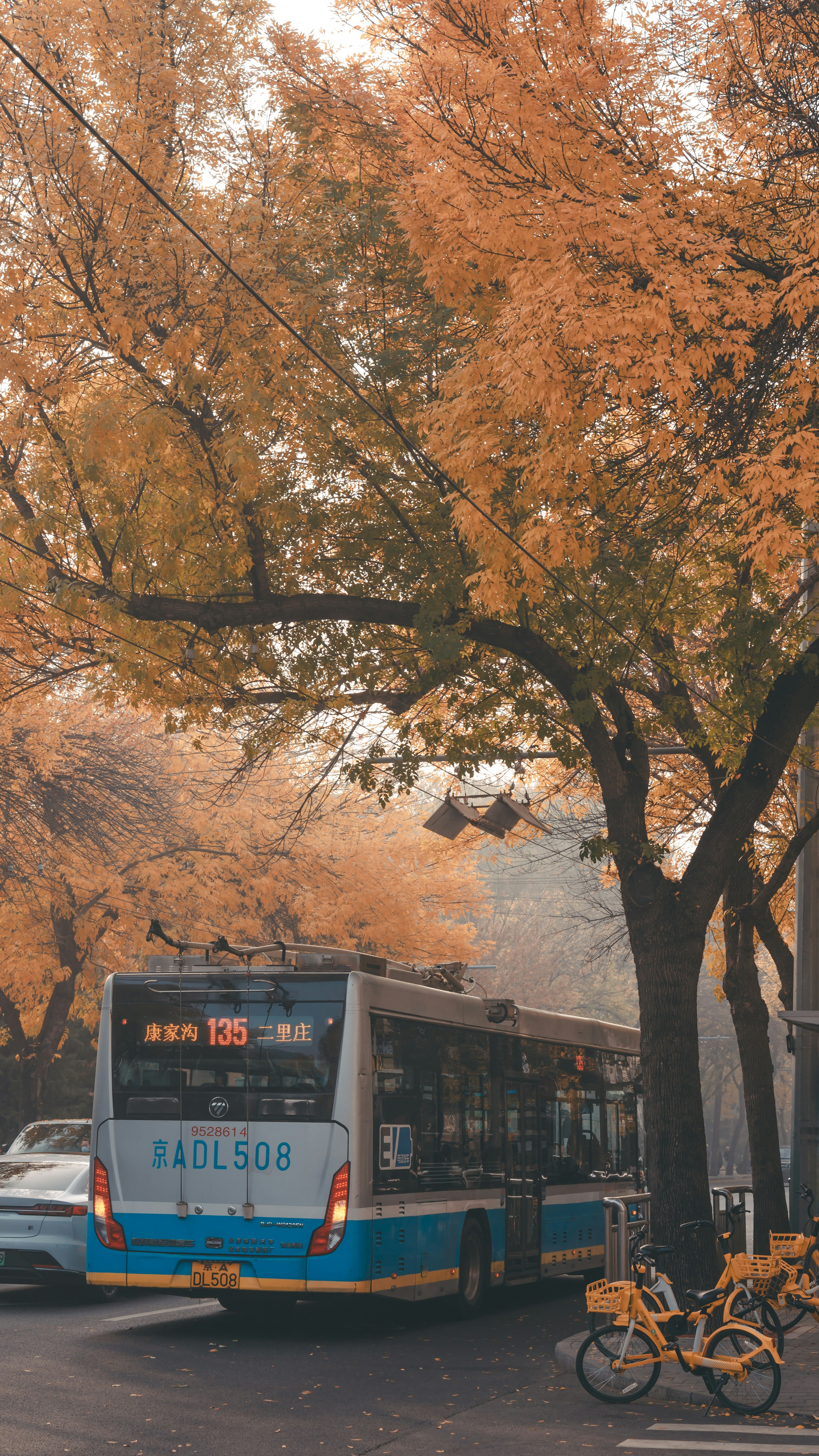 Blue-and-white city bus paused on a tree-lined street, with vivid orange foliage and bicycles in the foreground.