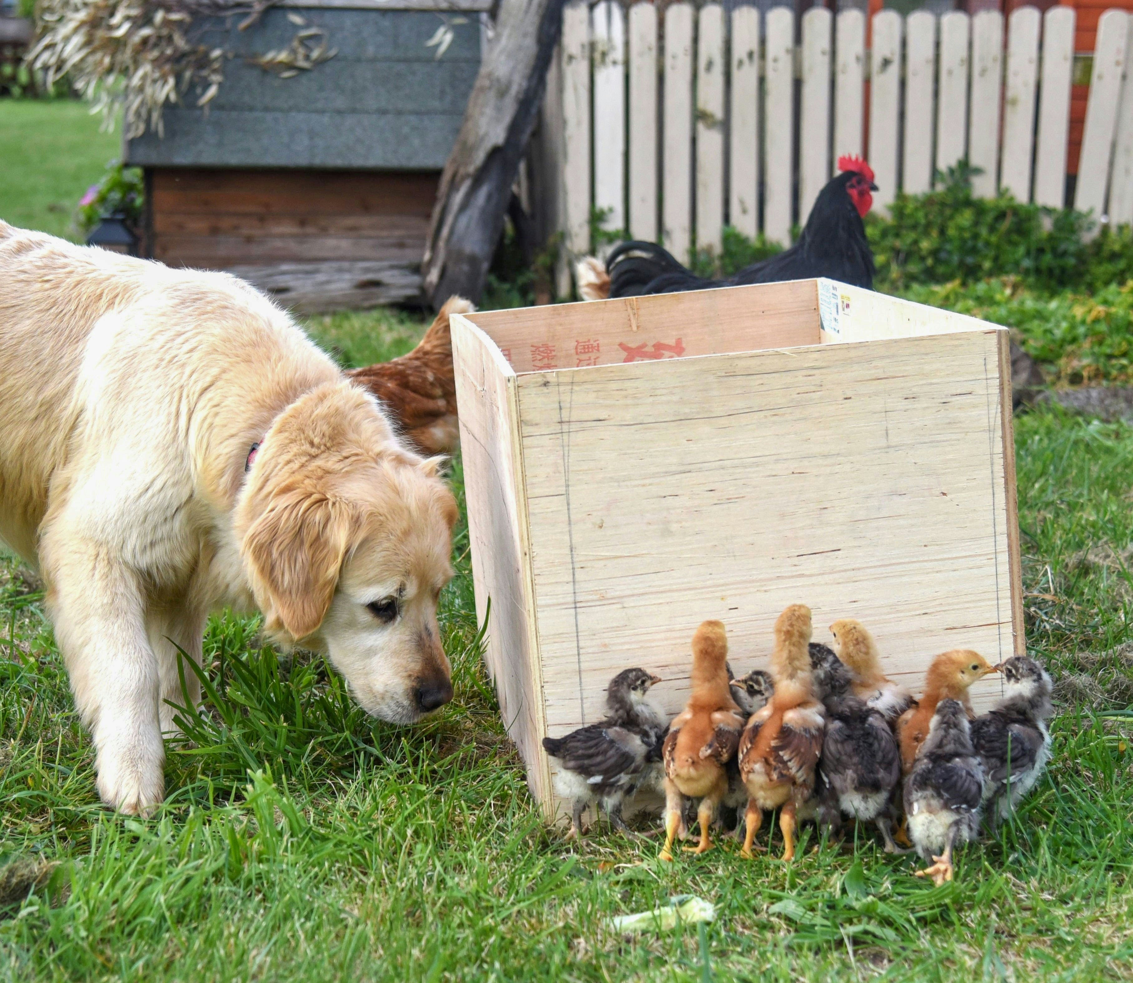 A dog sniffing a box full of chickens photo – Free Beveridge vic Image ...