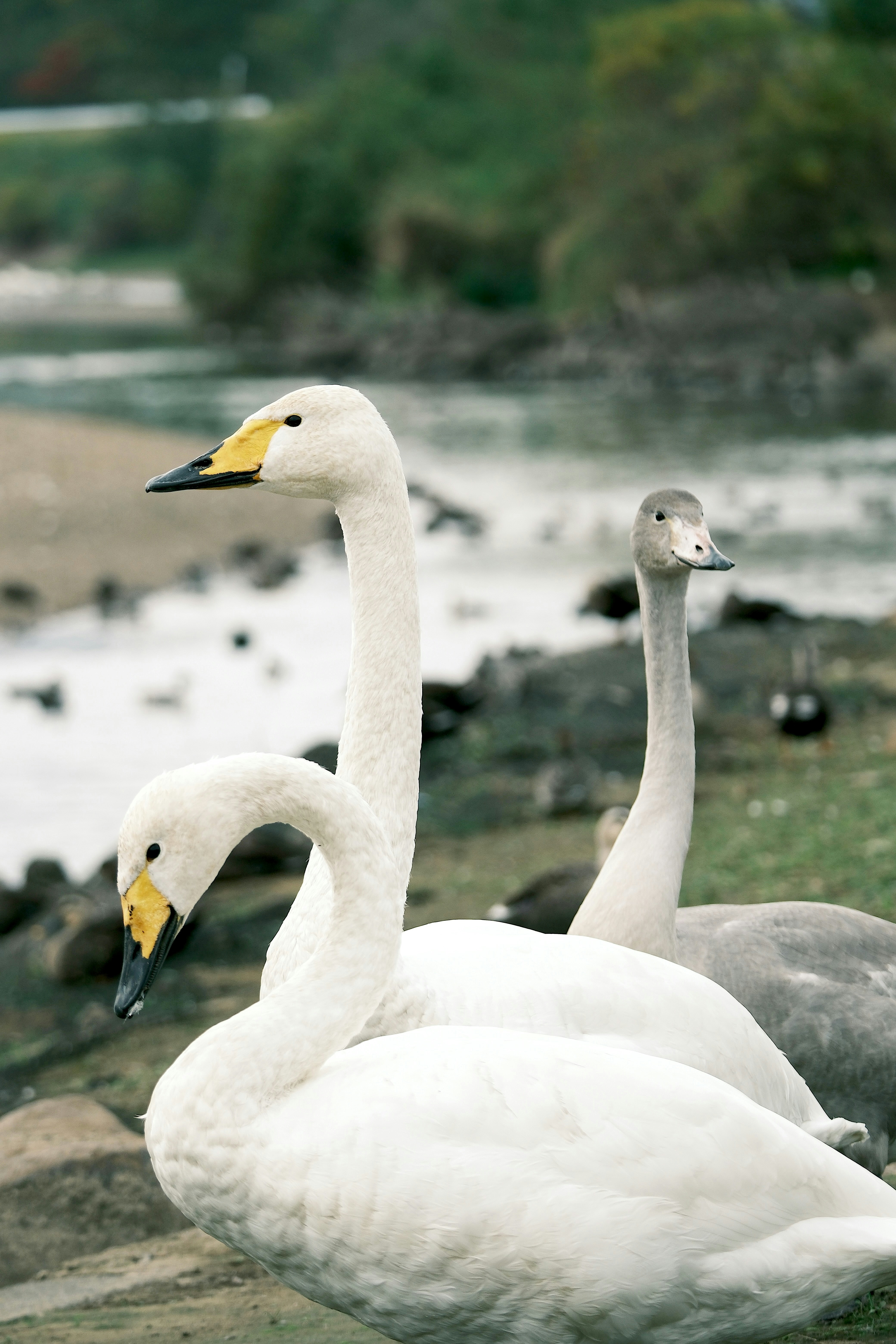 A couple of white swans standing next to each other photo – Free Animal ...